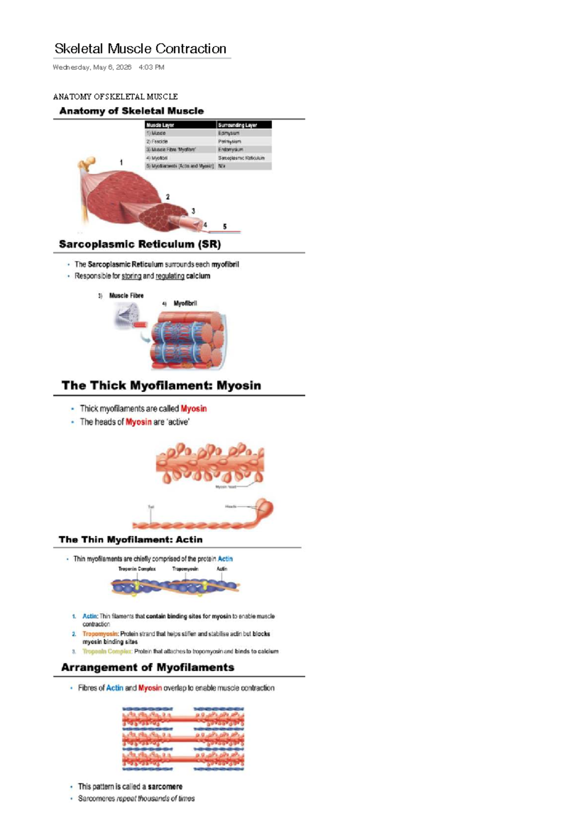 Anatomy of Skeletal Muscle and Nervous System Overview - Studocu