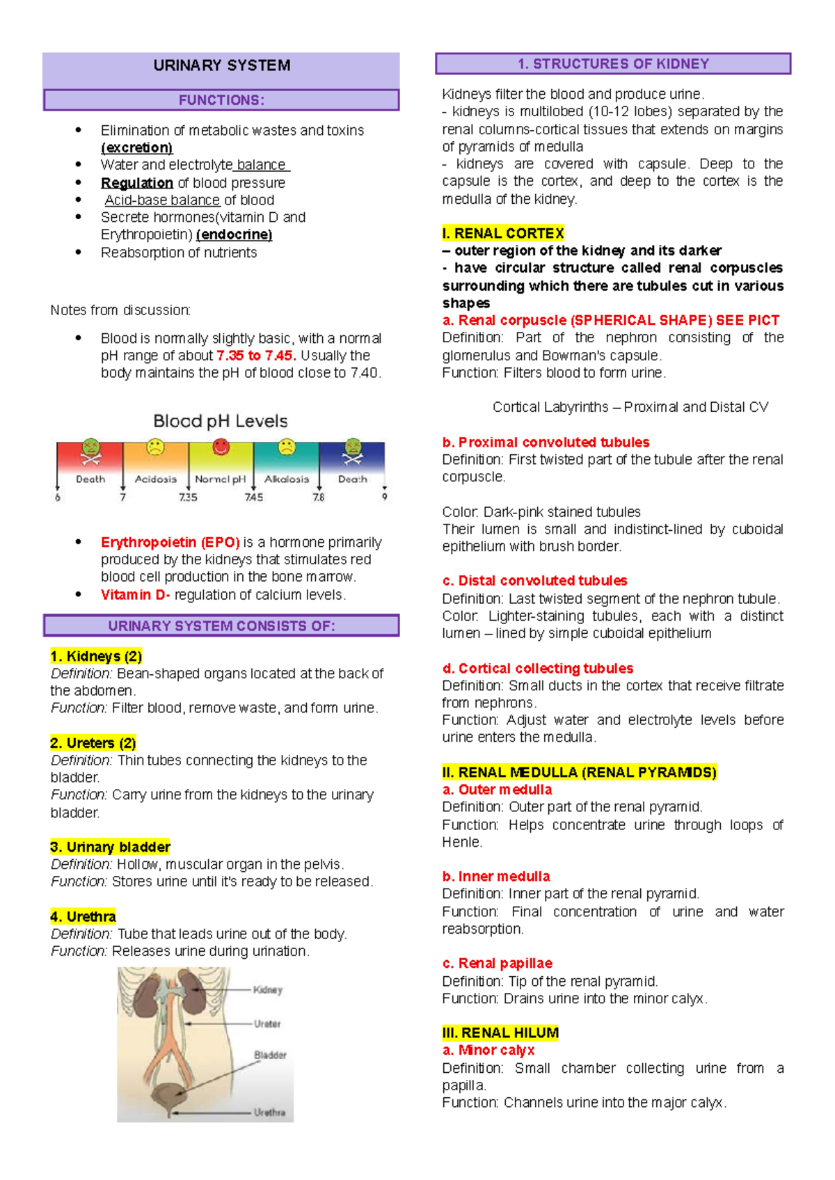 URINARY SYSTEM (BIO 101) - Kidney Structures & Functions Notes - Studocu