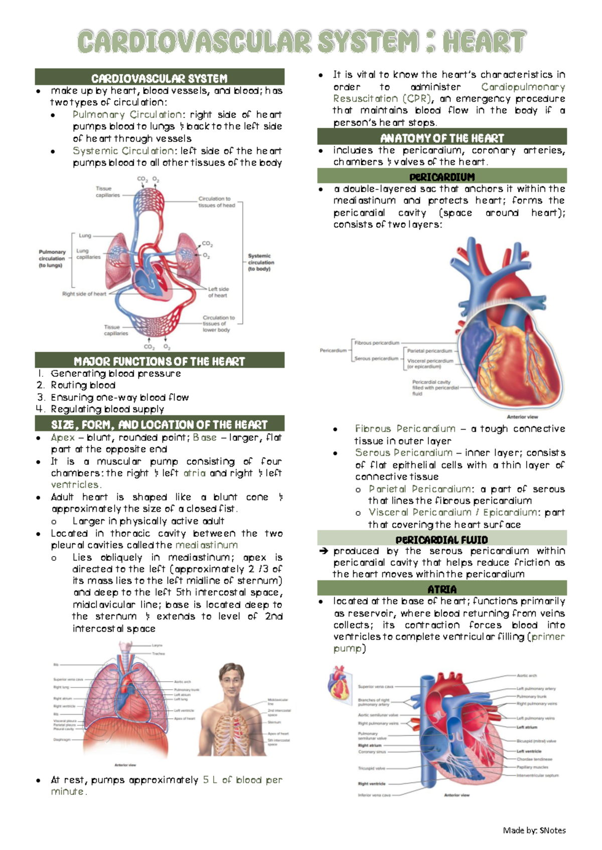 CARDIOVASCULAR SYSTEM: HEART ANATOMY & FUNCTIONS (BIO 101) - Studocu