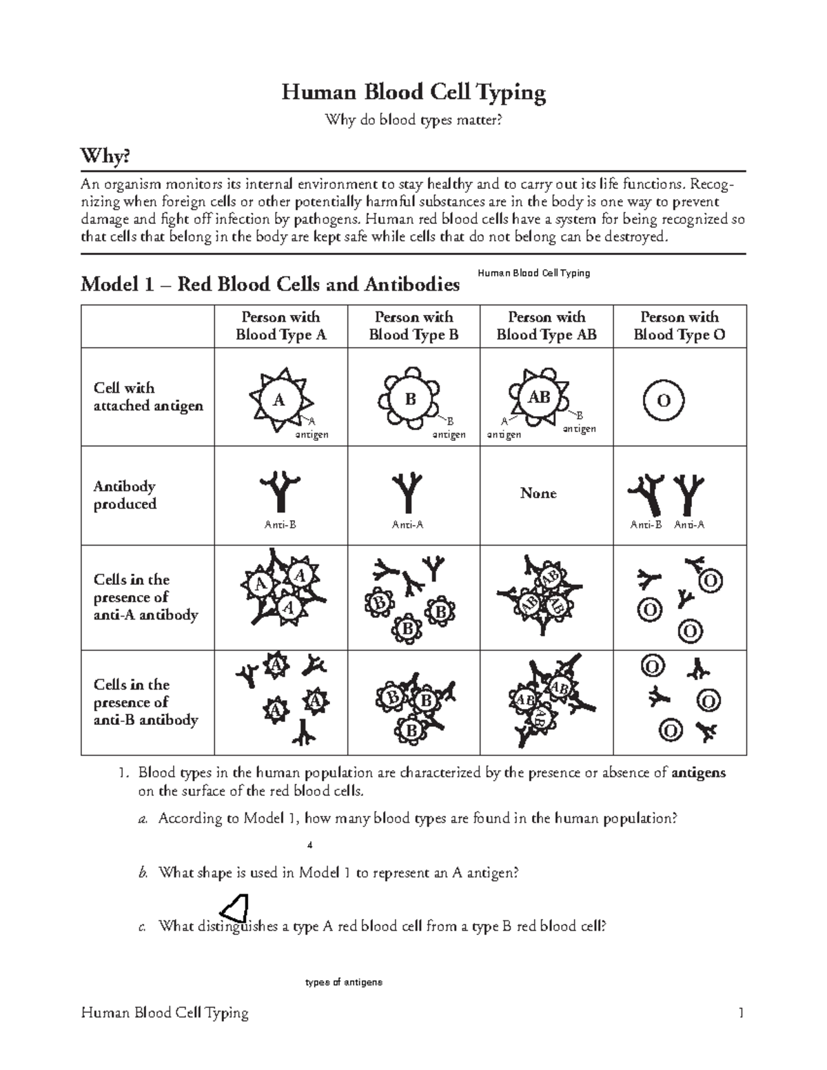 Human Blood Typing: Importance, Models, and Transfusion Dynamics - Studocu