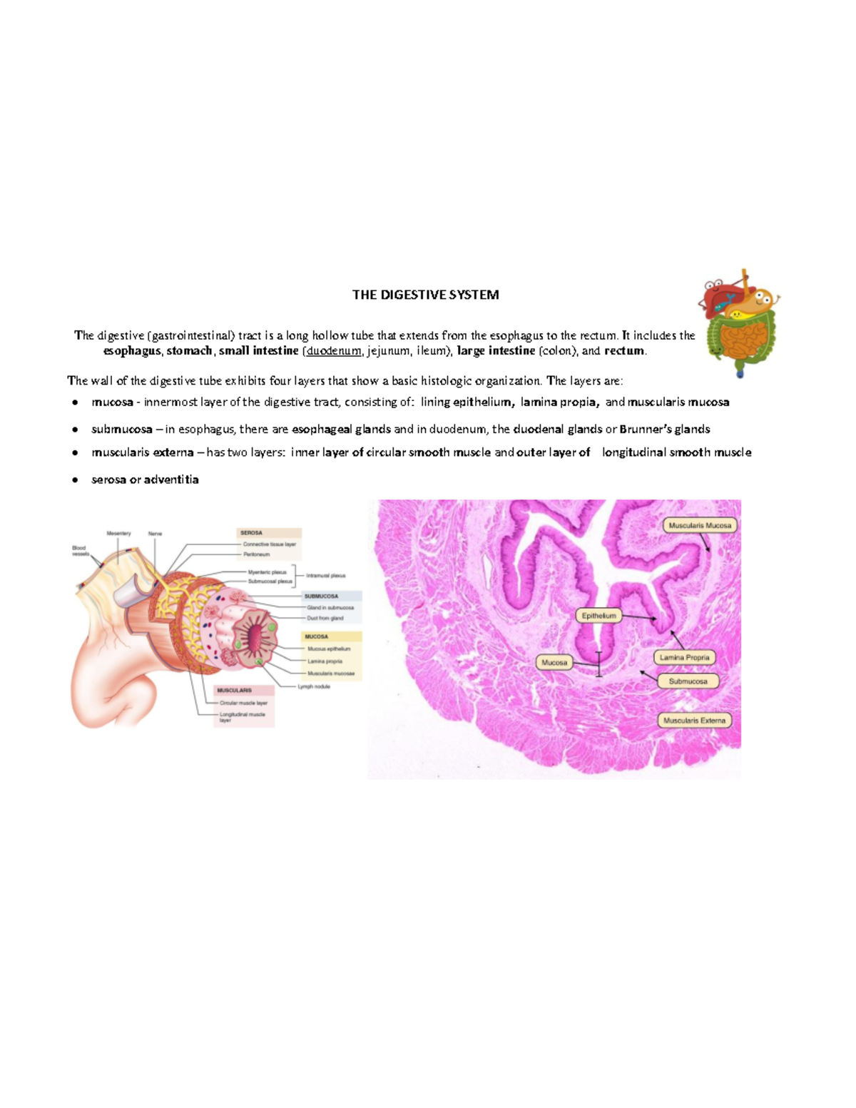Digestive System - THE DIGESTIVE SYSTEM The digestive (gastrointestinal ...