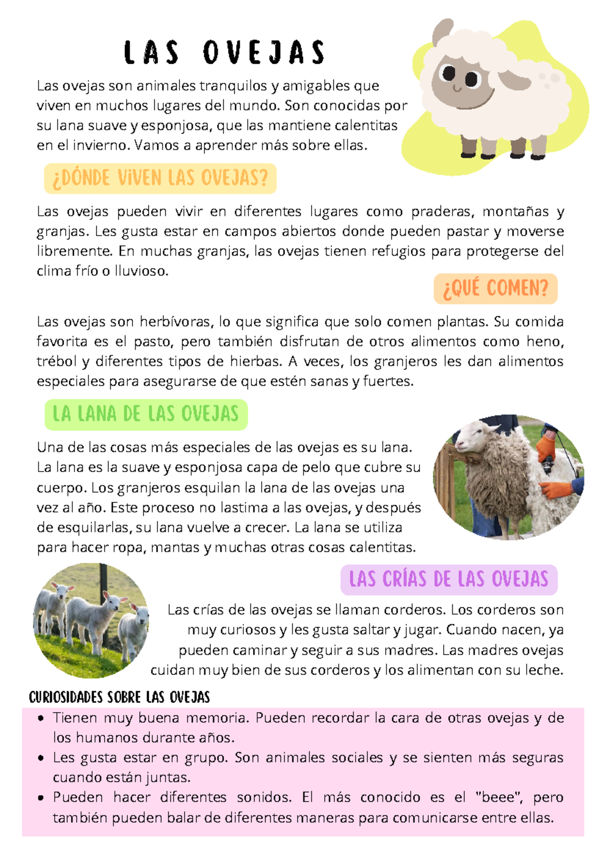 Ovejas: Características, Hábitat y Curiosidades sobre estos Animales ...