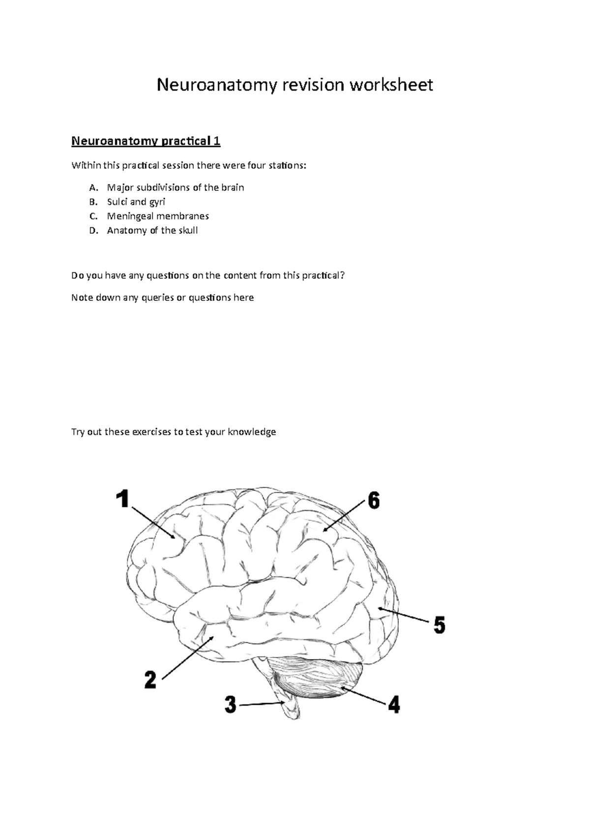 Neuroanatomy Practical Revision Worksheet: Key Concepts & Exercises ...