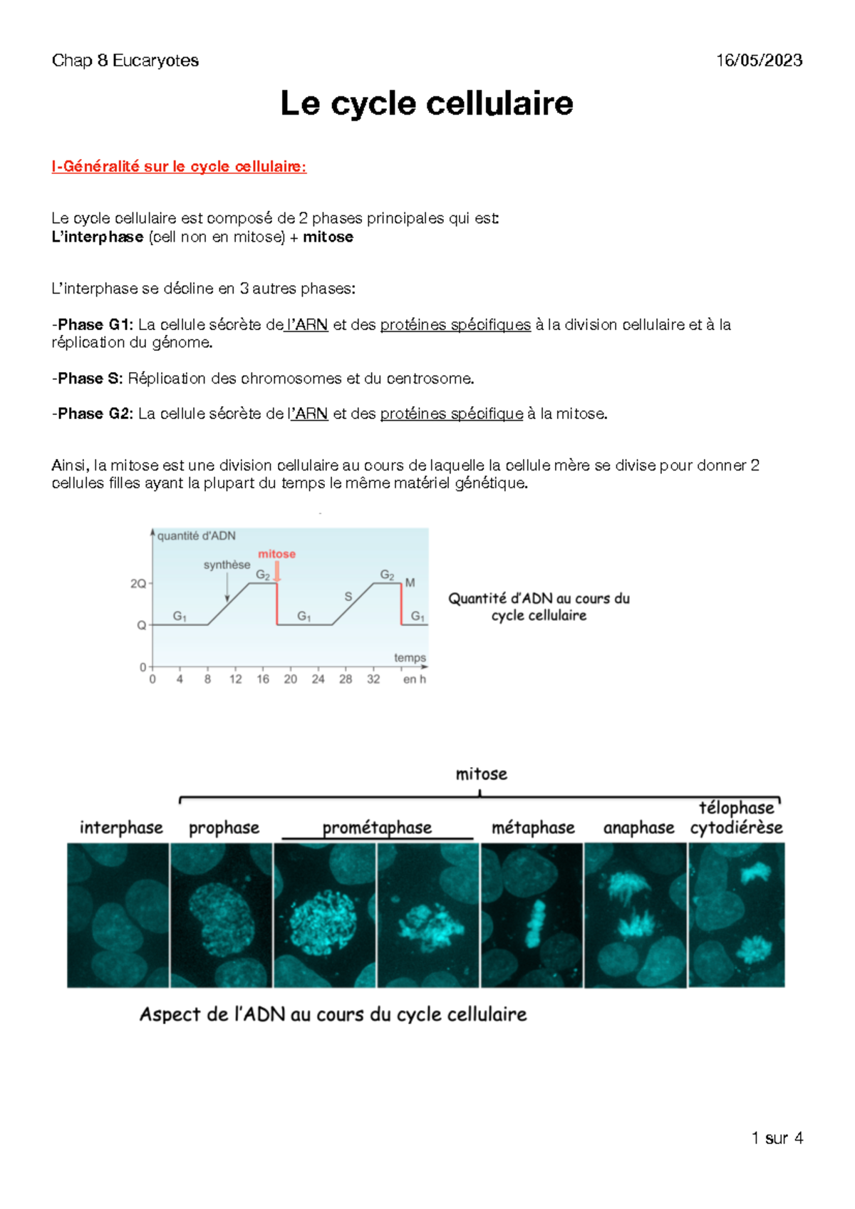 Chap 8 - Le Cycle Cellulaire: Interphase, Mitose et Méiose - Studocu