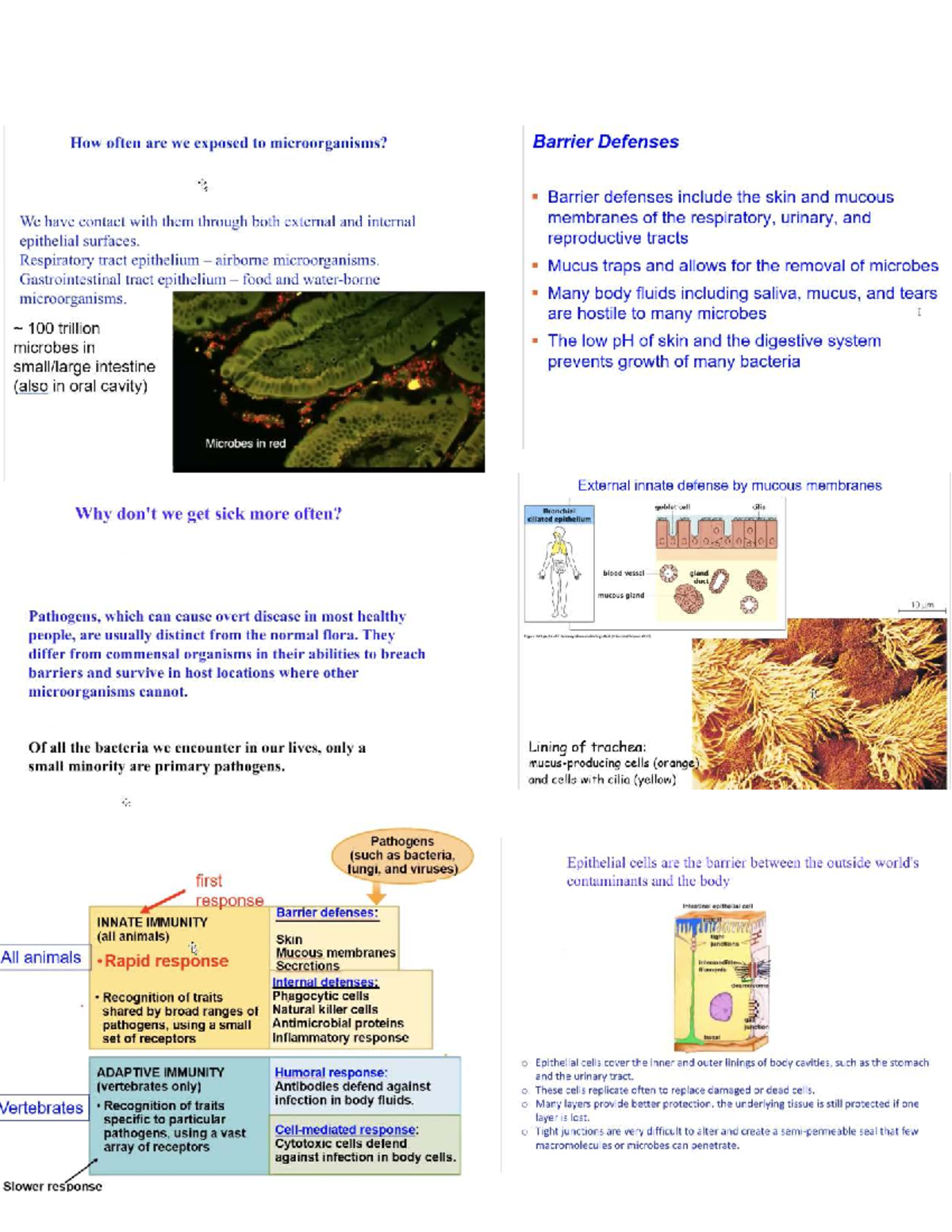 Bio 102.Ch Immune System: Lecture Notes from Dr. Alaie's Class - Studocu