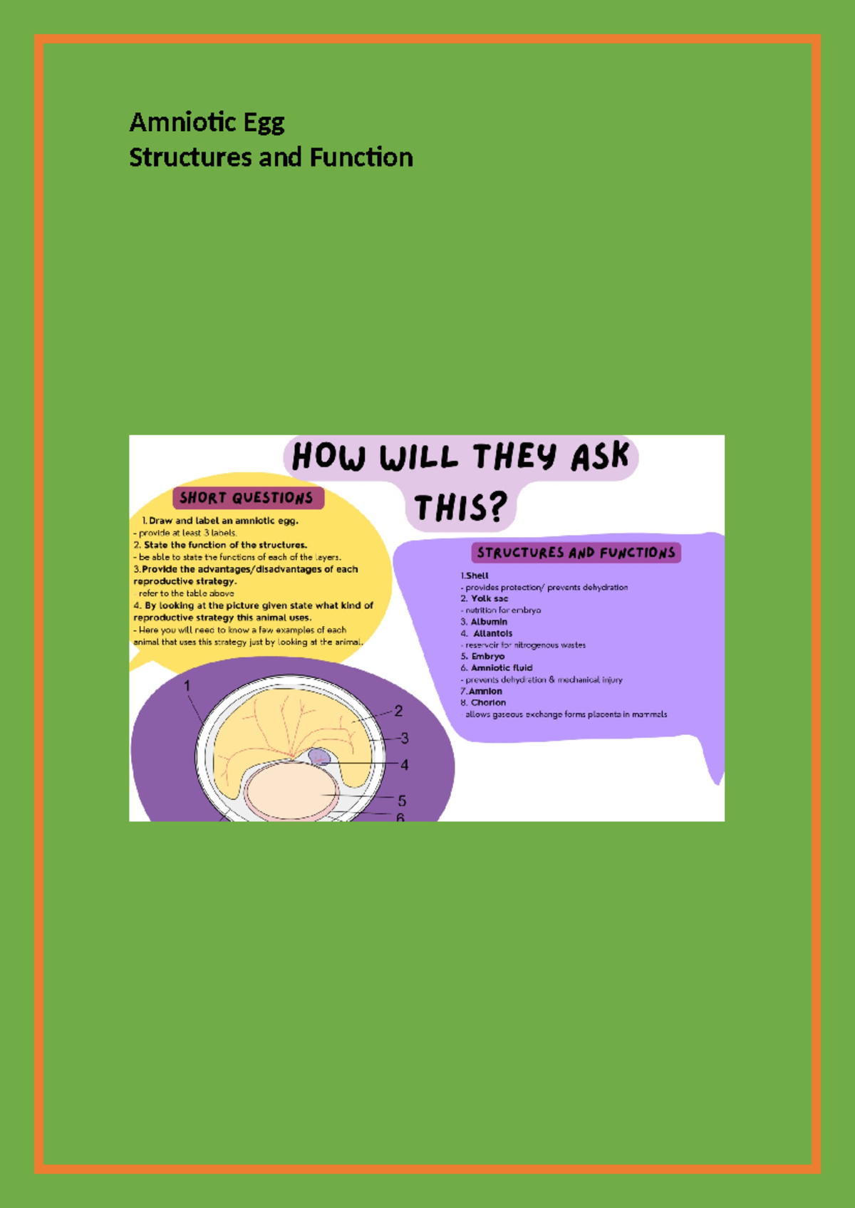 2.) Amniotic egg - Amniotic Egg Structures and Function HOW WILL THEY ...