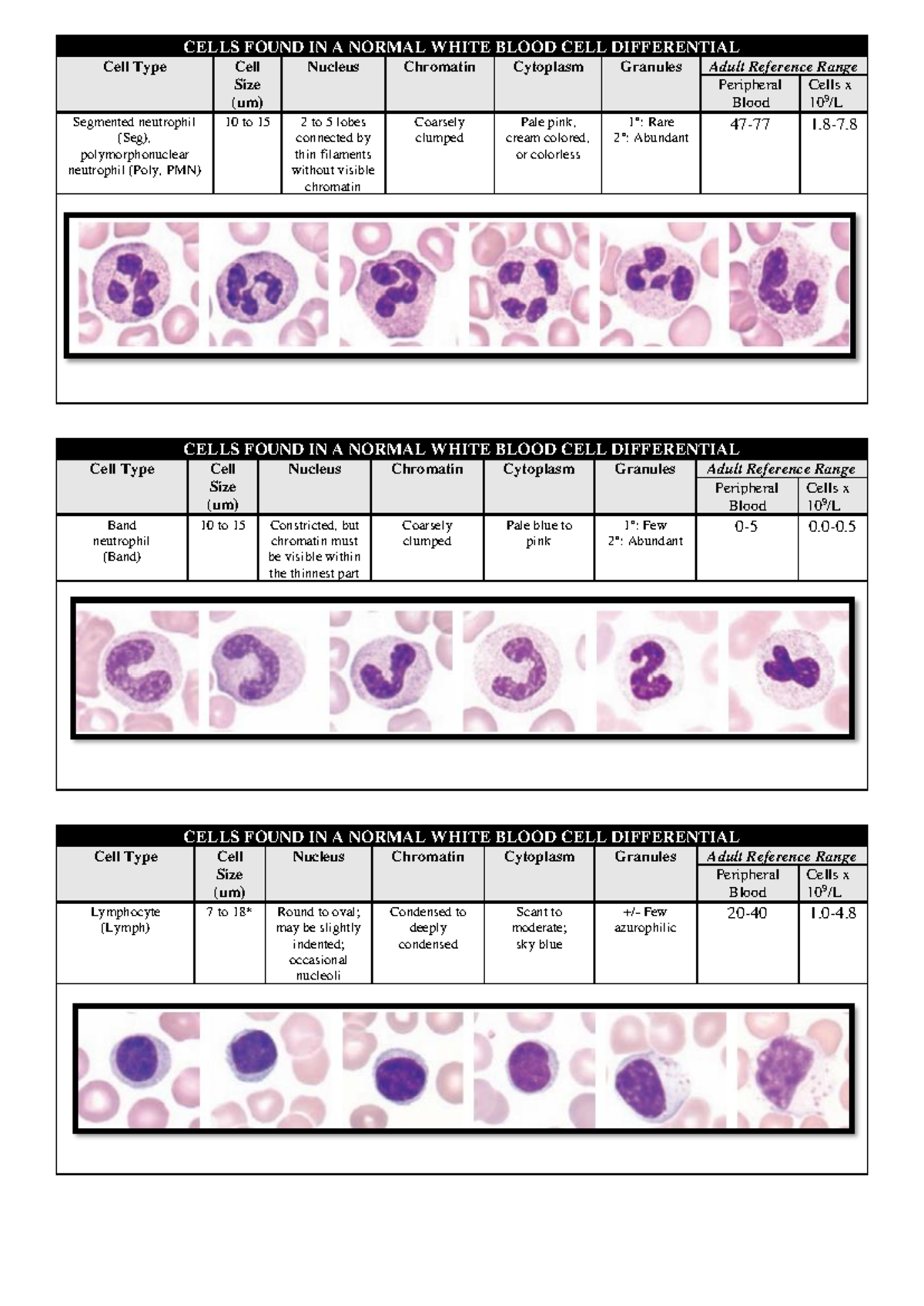 7 Types Of White Blood Cells