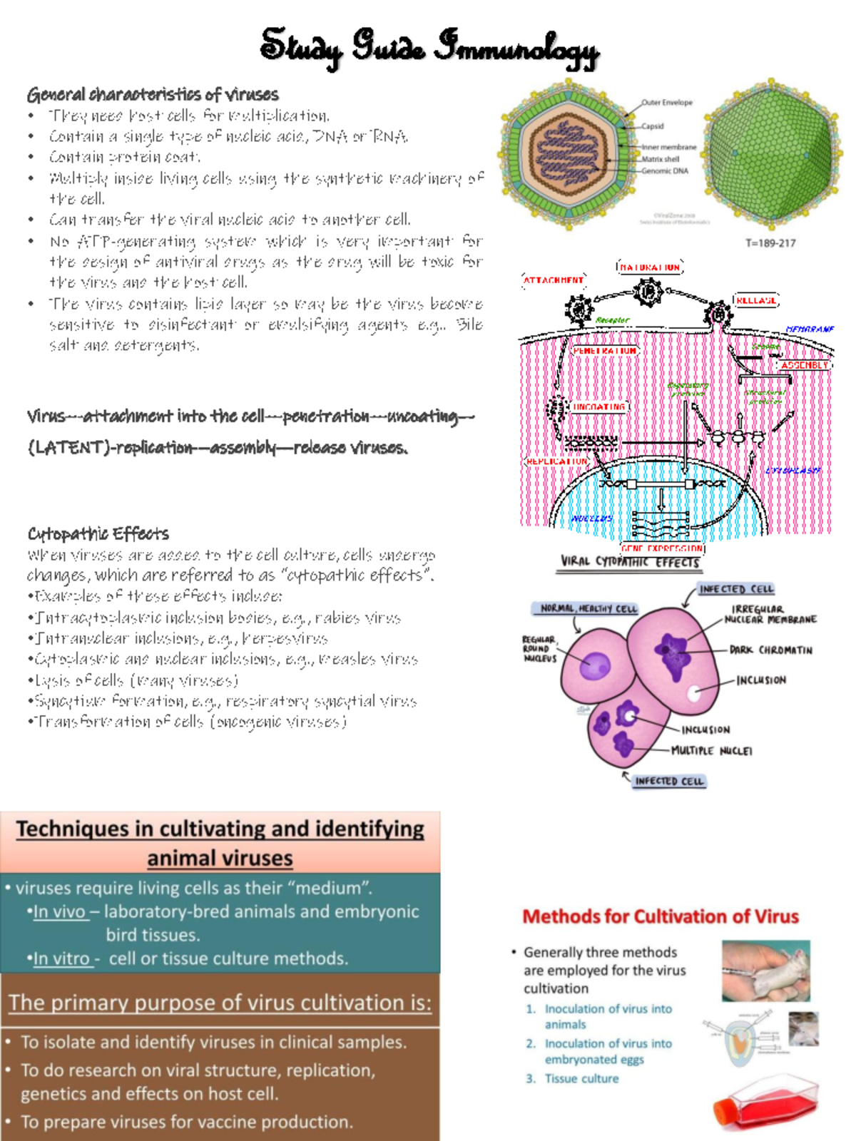 Immunology Study Guide [12] Block 3: Viruses & Cytopathic Effects - Studocu