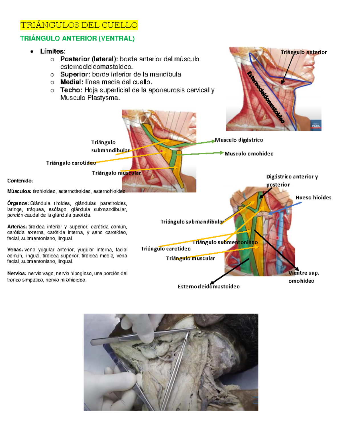 Triángulos del cuello: Anatomía y límites importantes (ANAT-101) - Studocu