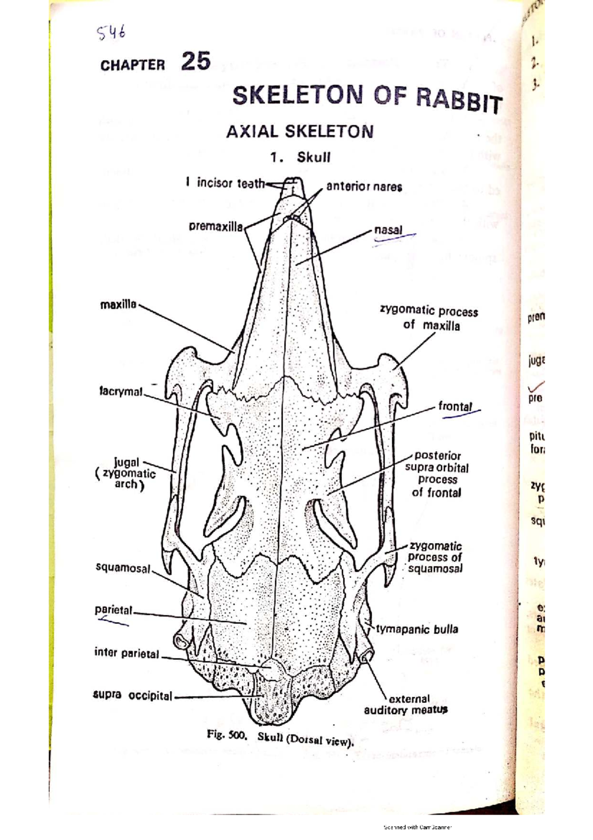 546 CHAPTER 25: RABBIT AXIAL SKELETON ANATOMY AND STRUCTURE - Studocu