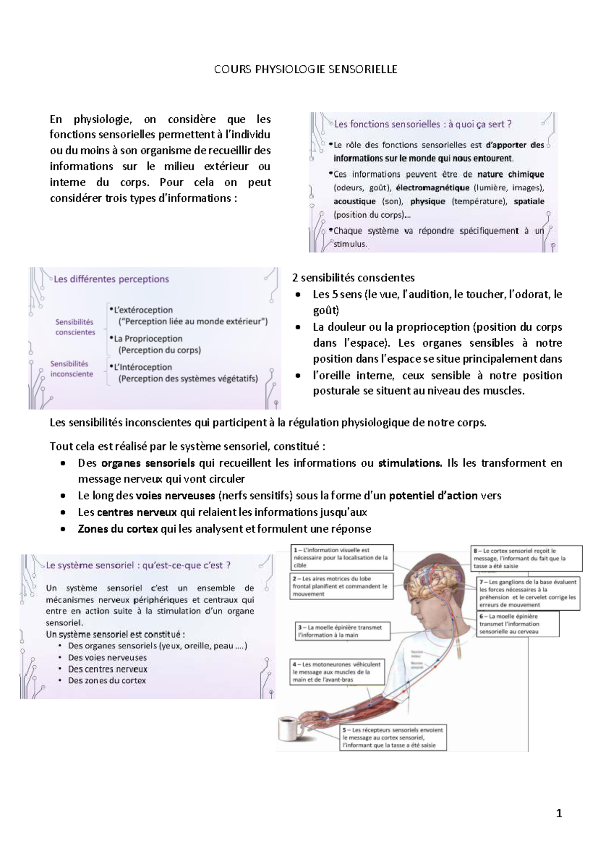 Support de Cours PHYSIO 2023 : Système Sensoriel et Fonctions - Studocu