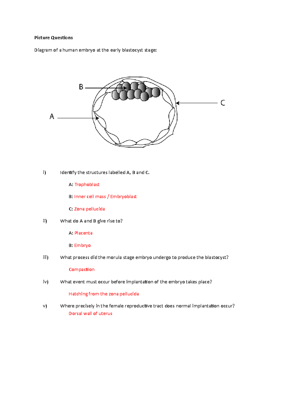 Embryology Exam Review: June Q&A on Early Development Stages - Studocu
