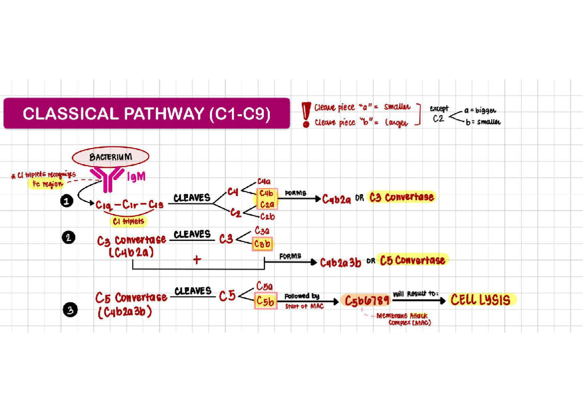 Complement Pathway Diagram - CLASSICAL PATHWAY (C1 Cleave piece smaller except bigger cleave ...