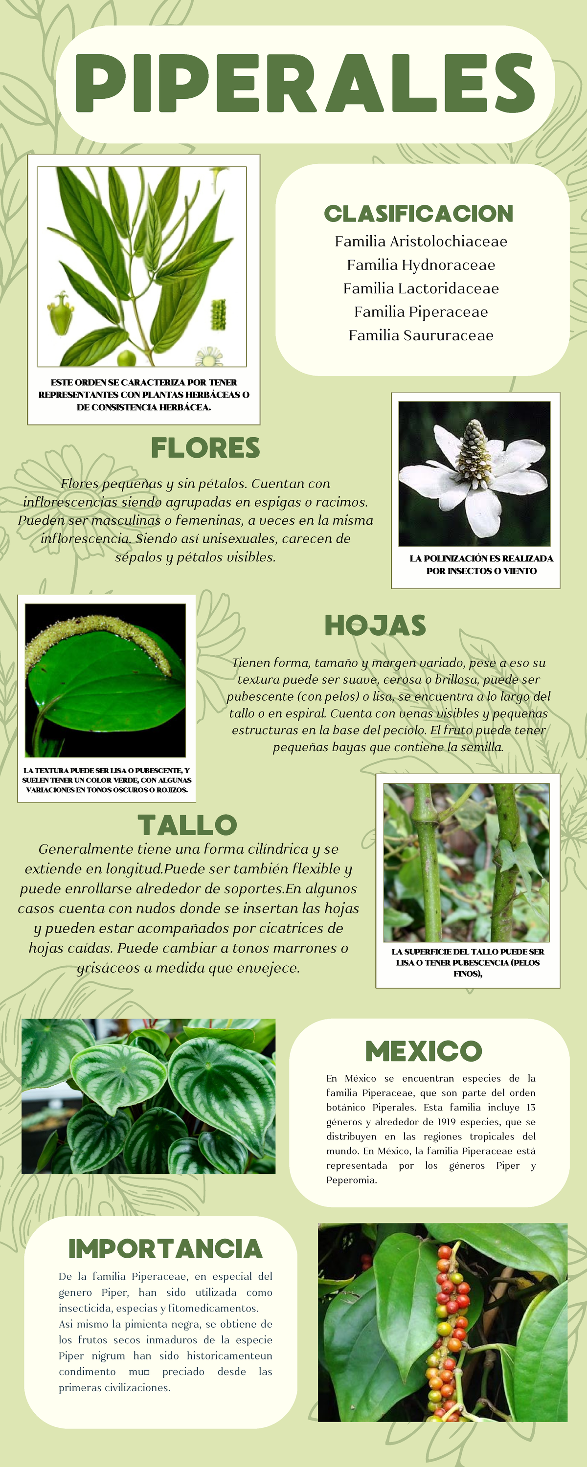 Piperales - CLASIFICACION Familia Aristolochiaceae Familia Hydnoraceae ...