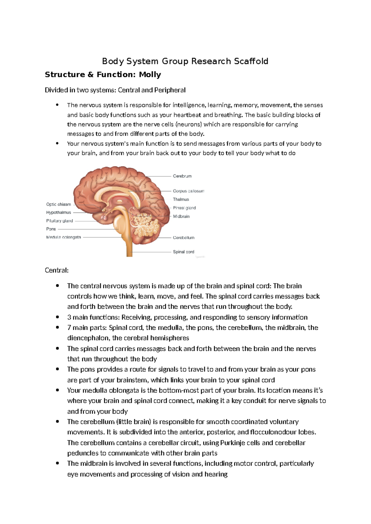 Body System Group Research: Nervous System Structure & Function - Studocu