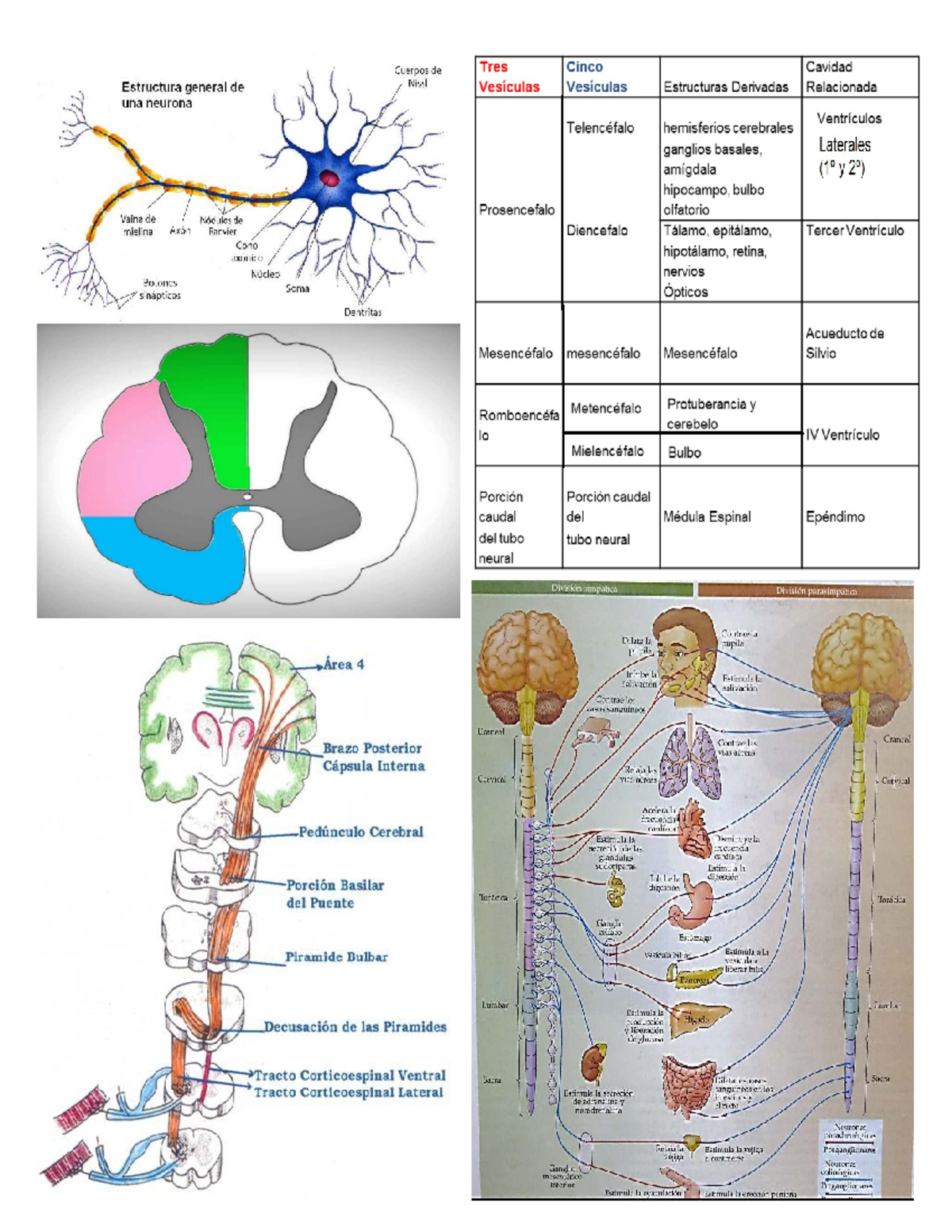 Estructura General de la Neurona: Anatomía y Funciones Esenciales - Studocu