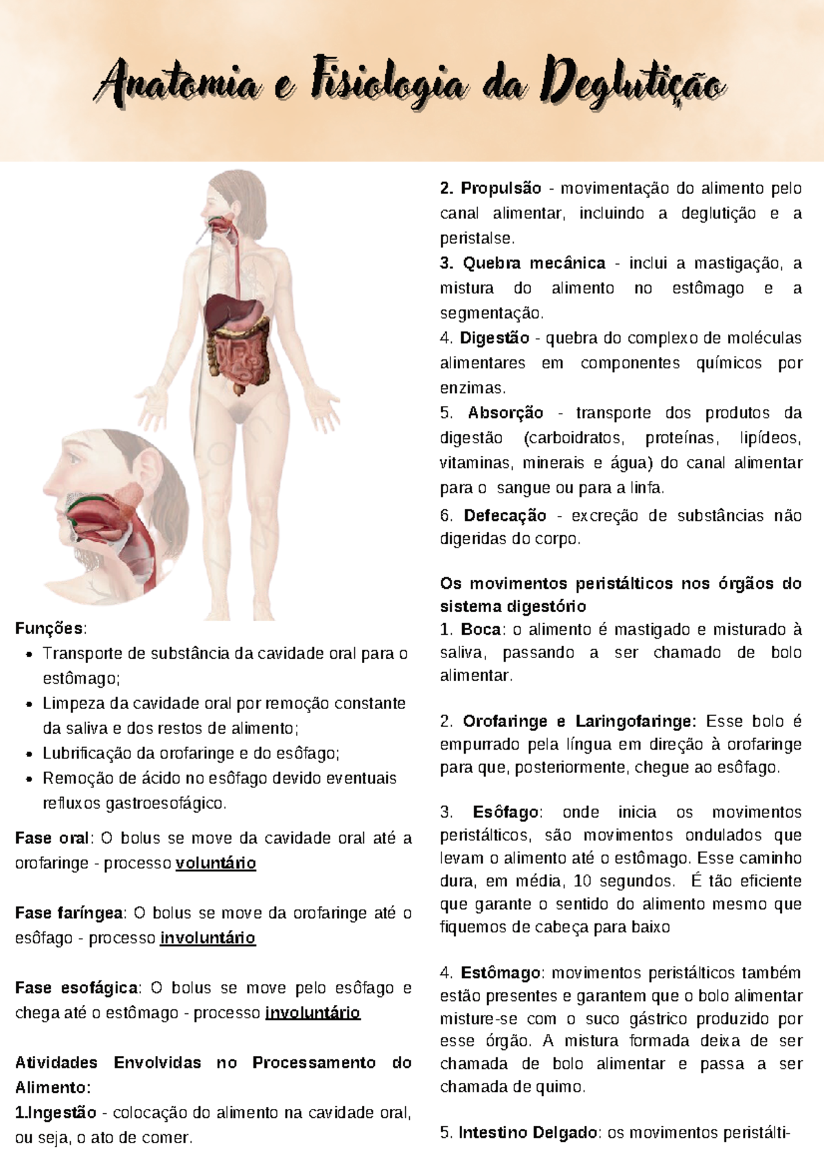 Resumo da Anatomia e Fisiologia da Deglutição - Estudo Completo - Studocu