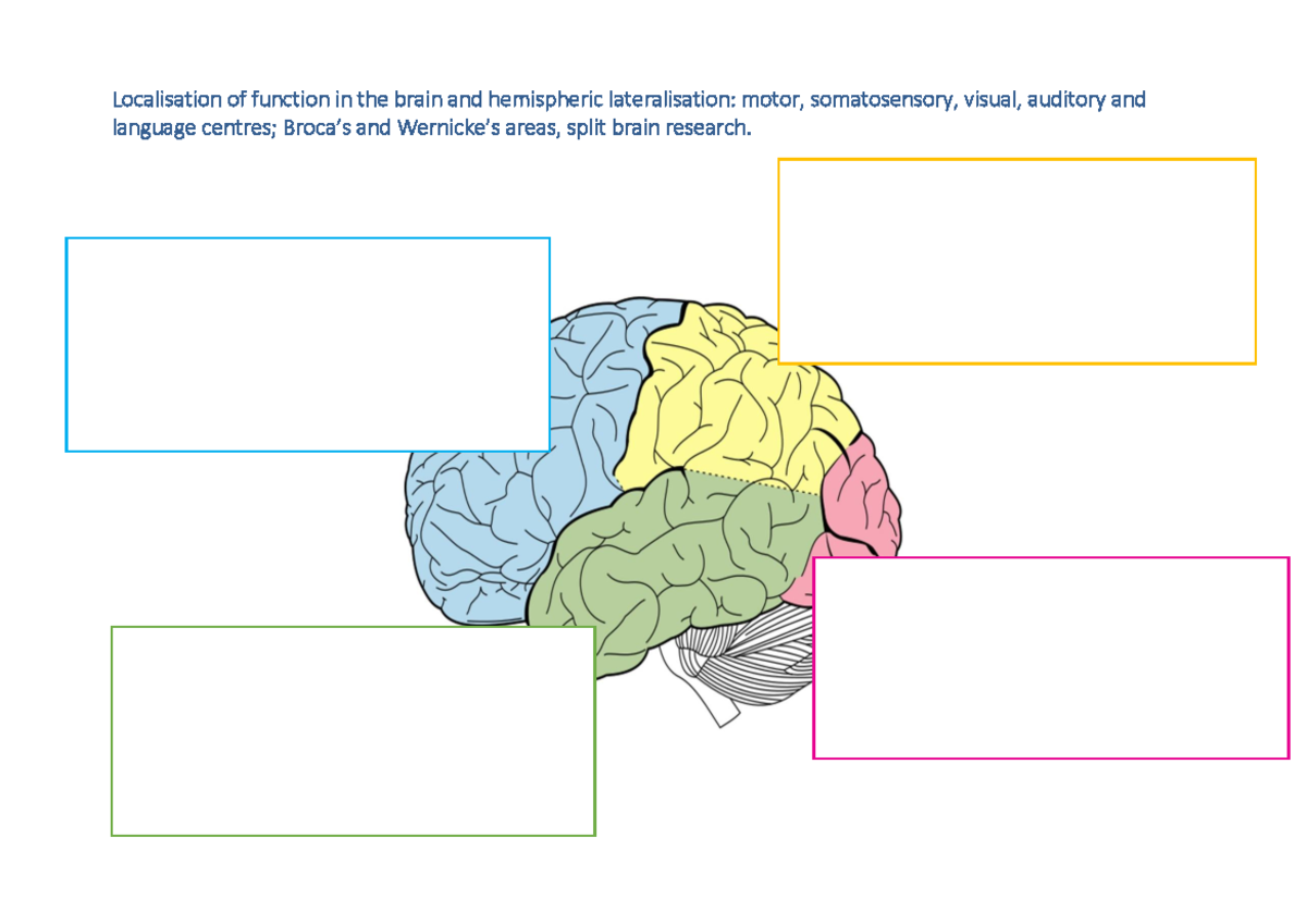 Localisation diagram - Localization - Localisation of function in the ...