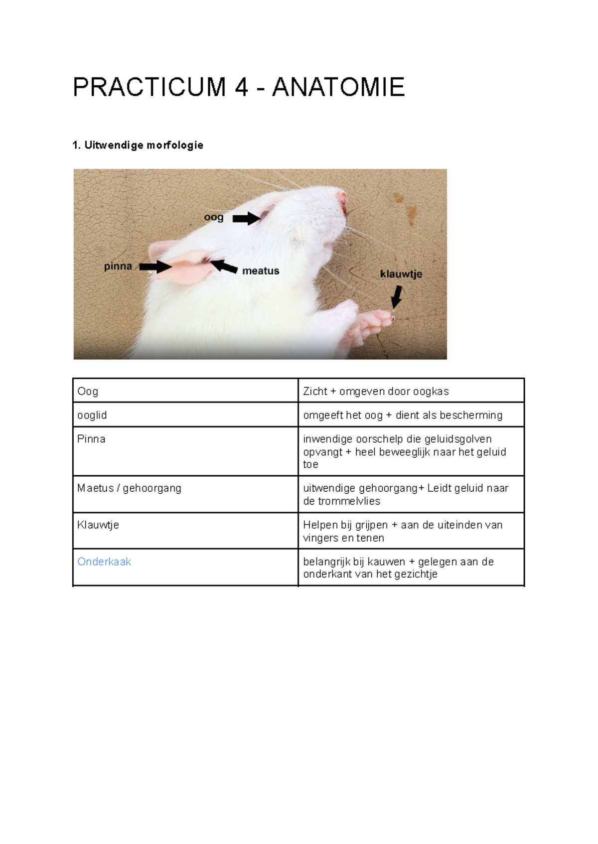 Practicum 4: Uitwendige Morfologie en Anatomie van de Rat - Studocu
