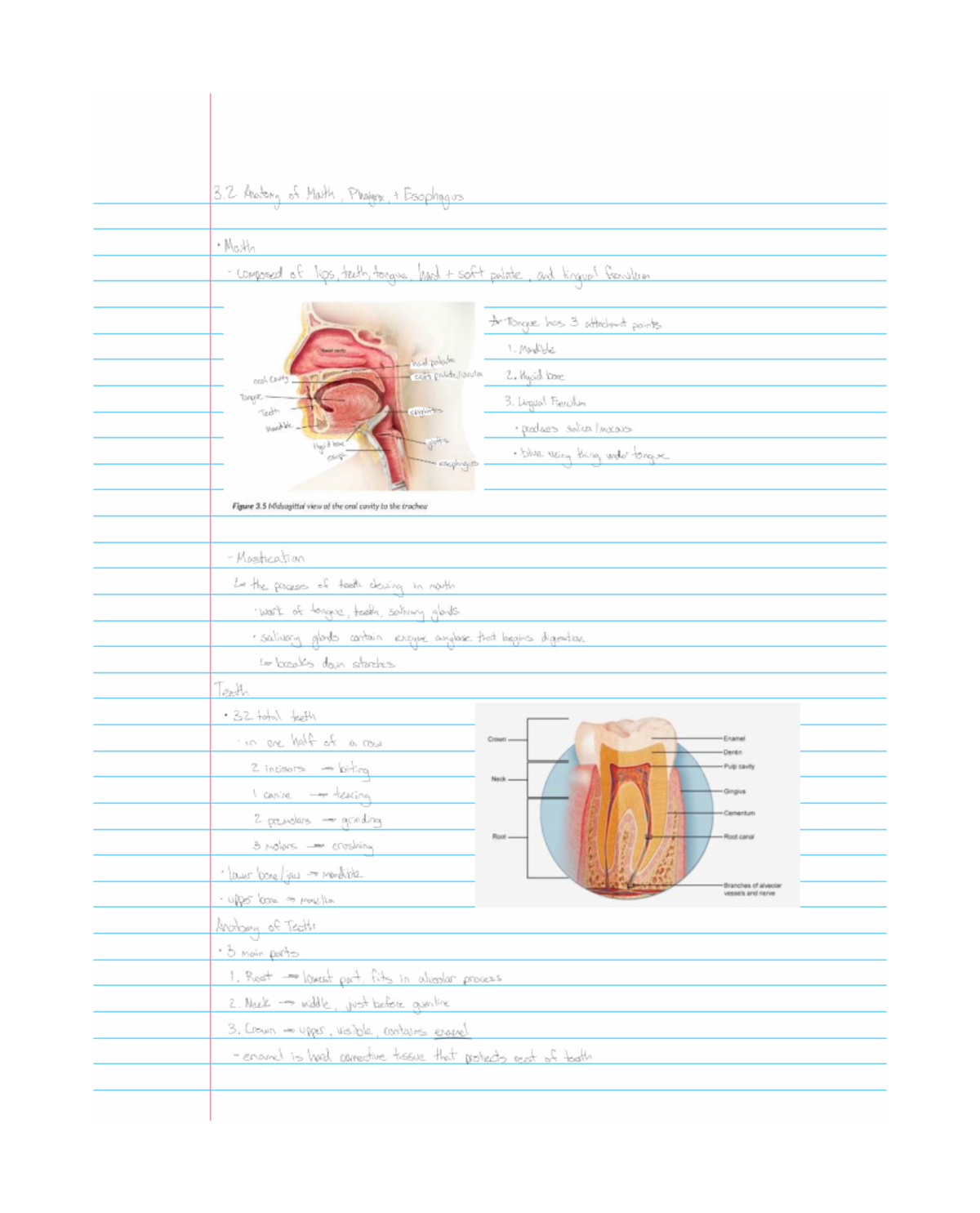 Module 3 - ANP 1: Anatomy of Mouth, Pharynx, and Esophagus - Studocu