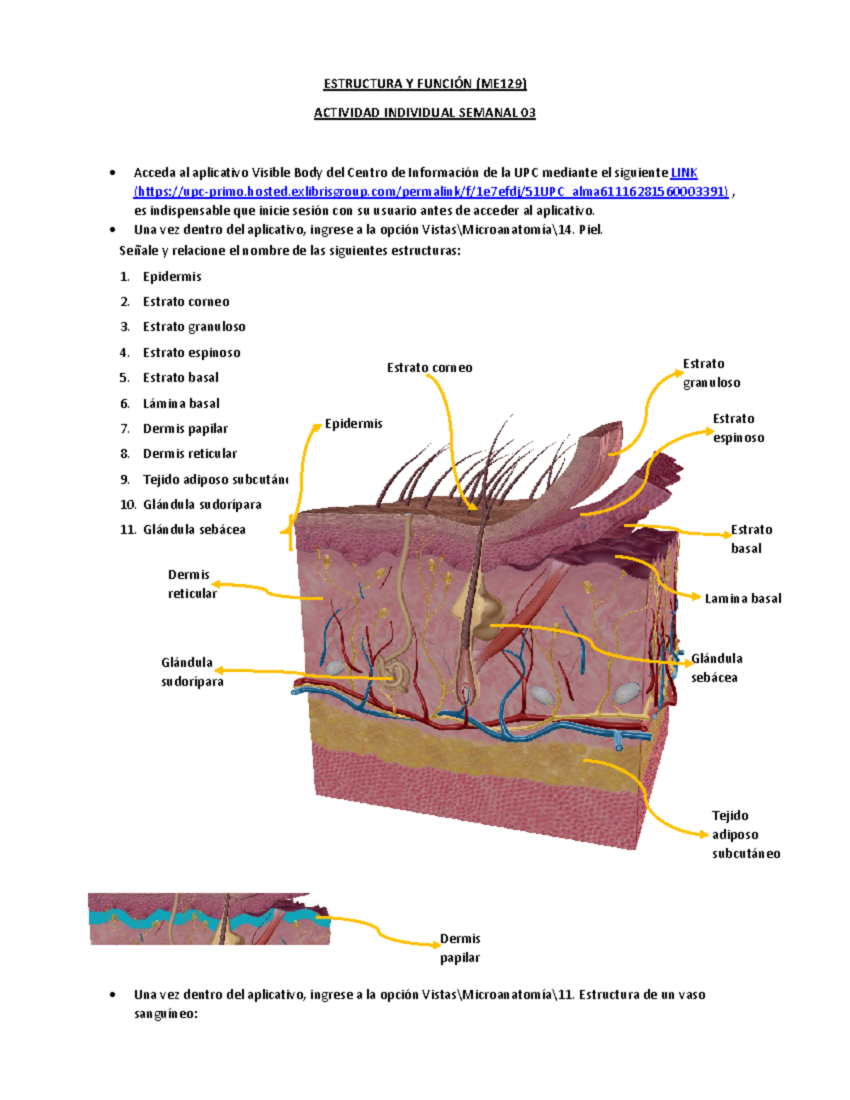 Tarea semana 3 Estructura y funcion - ESTRUCTURA Y FUNCI”N (ME129) ACTIVIDAD INDIVIDUAL SEMANAL ...