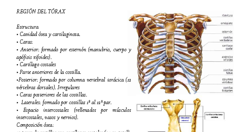REGIÓN DEL TÓRAX: Estructura y Musculatura (Anatomía) - Studocu