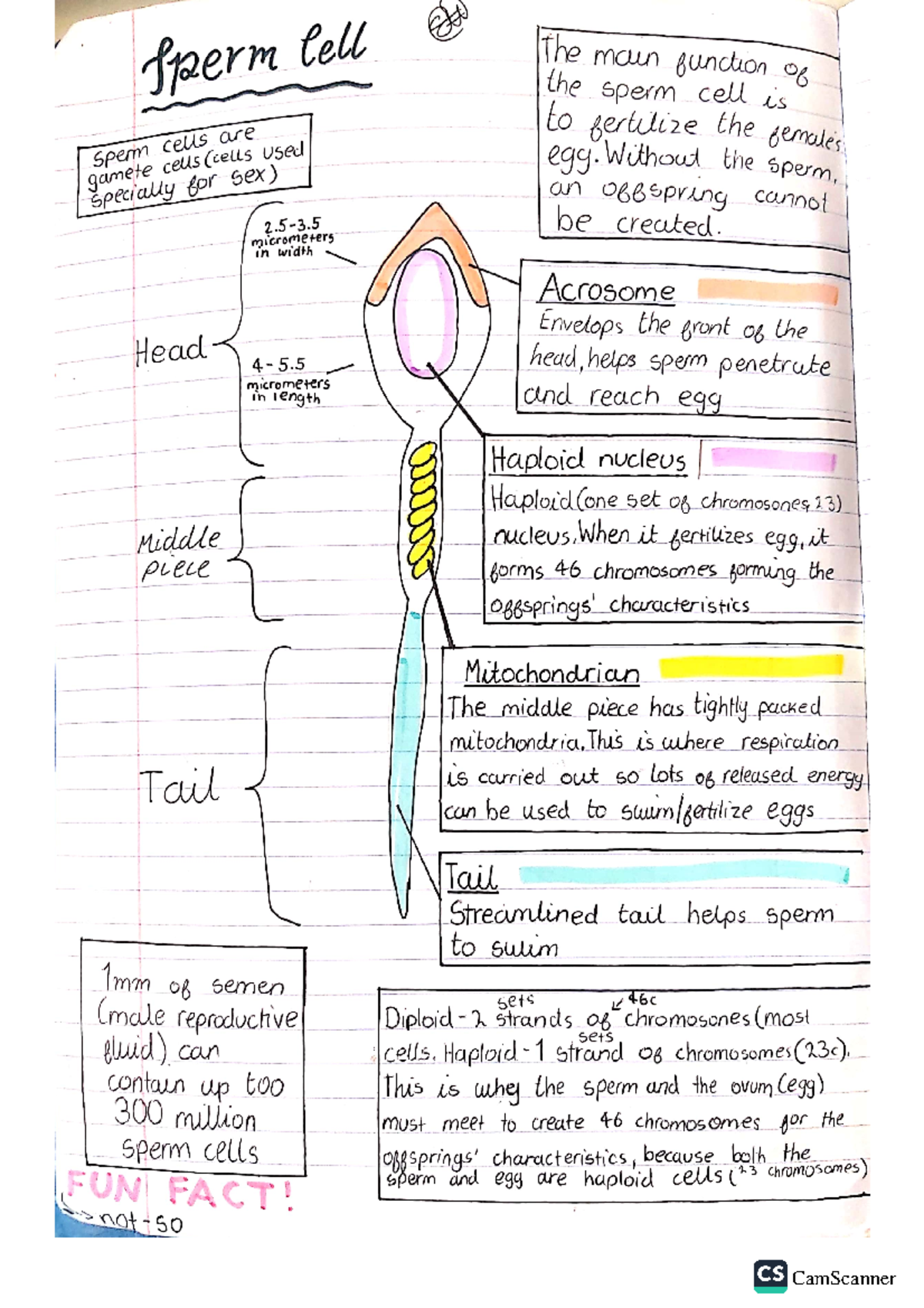 AQA GCSE Biology: Cell Specialisation - Sperm Cell Overview - Studocu