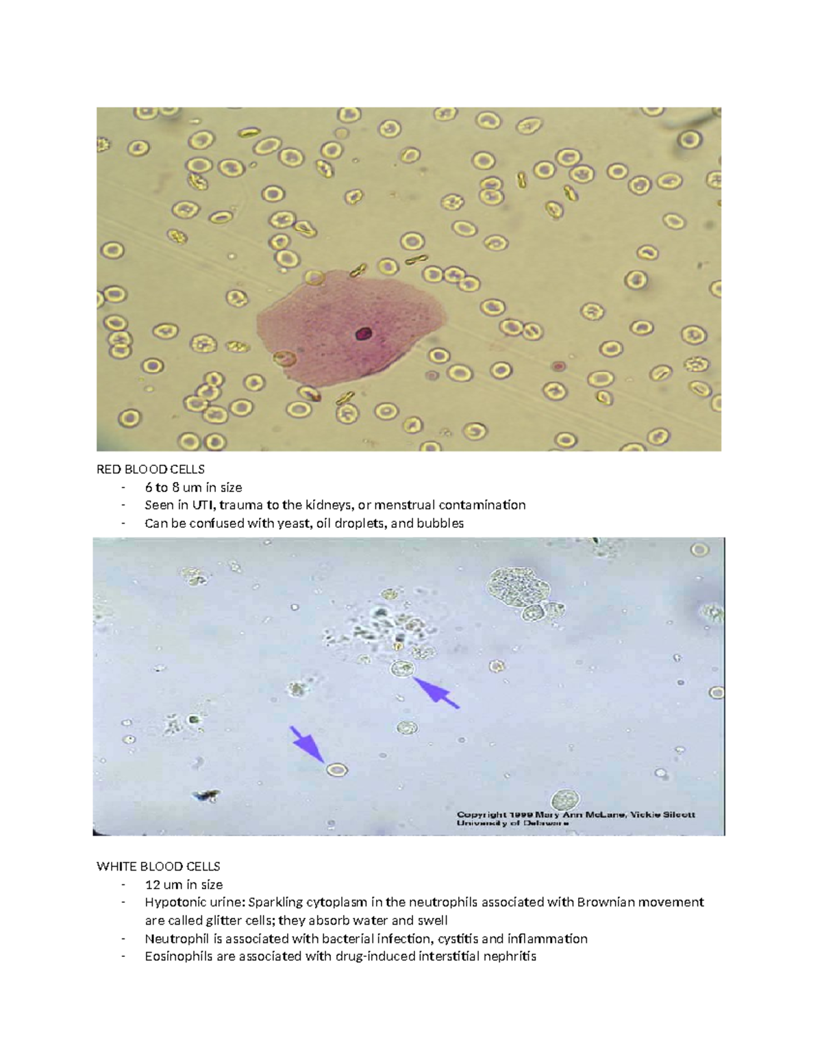 Microscopic Examination of Urine Components - Unfinished Insights - Studocu