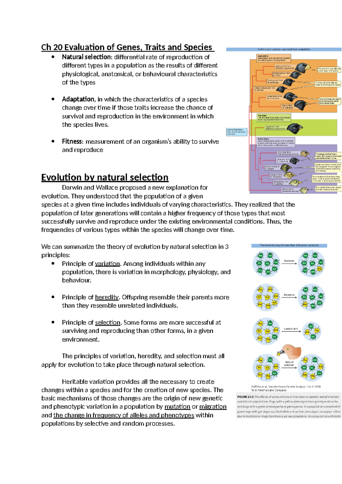 Ch 20 Final Exam Notes on Genetic Traits and Natural Selection ...