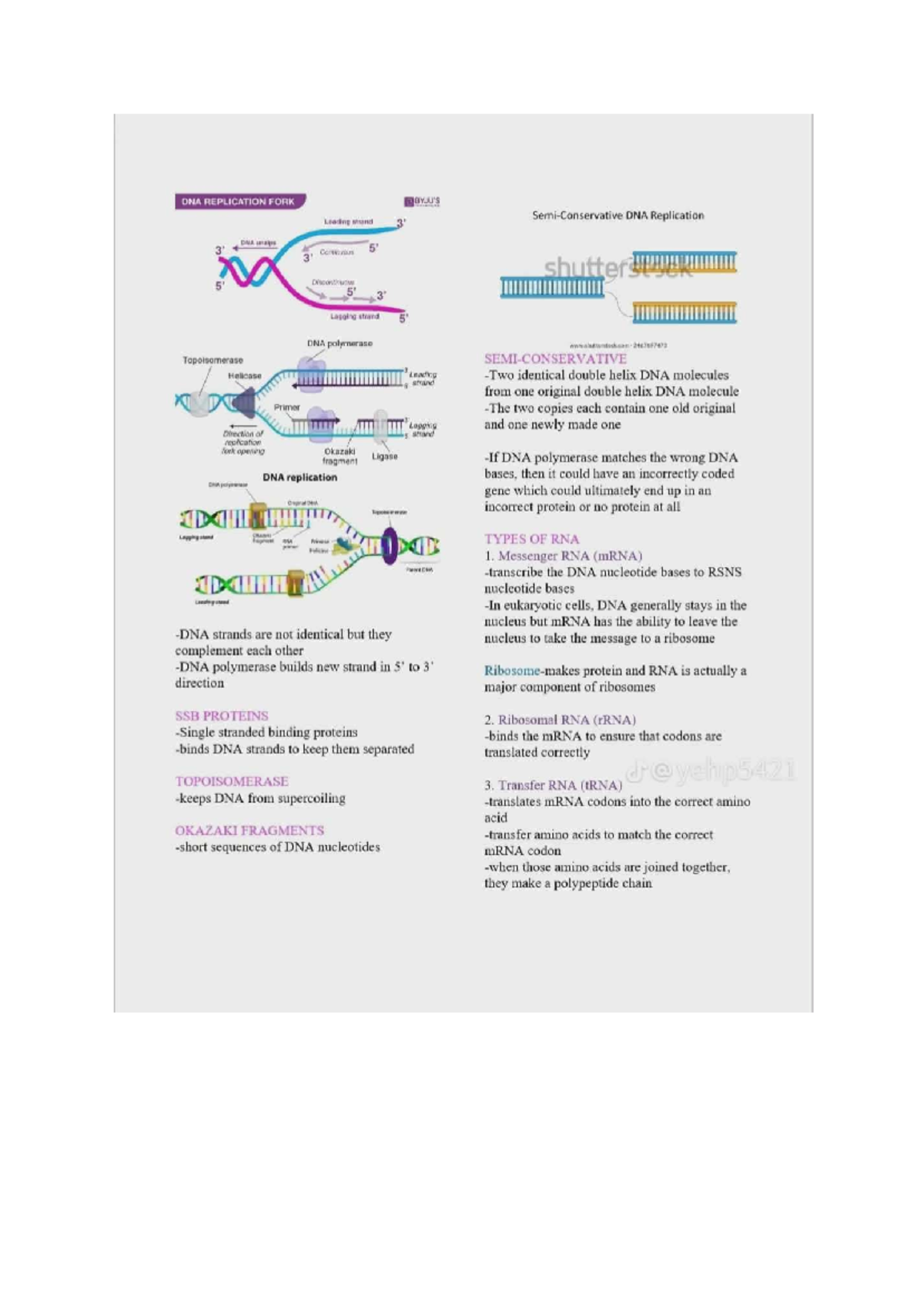 DNA Replication and RNA Types: A Grade 10 Overview - Studocu