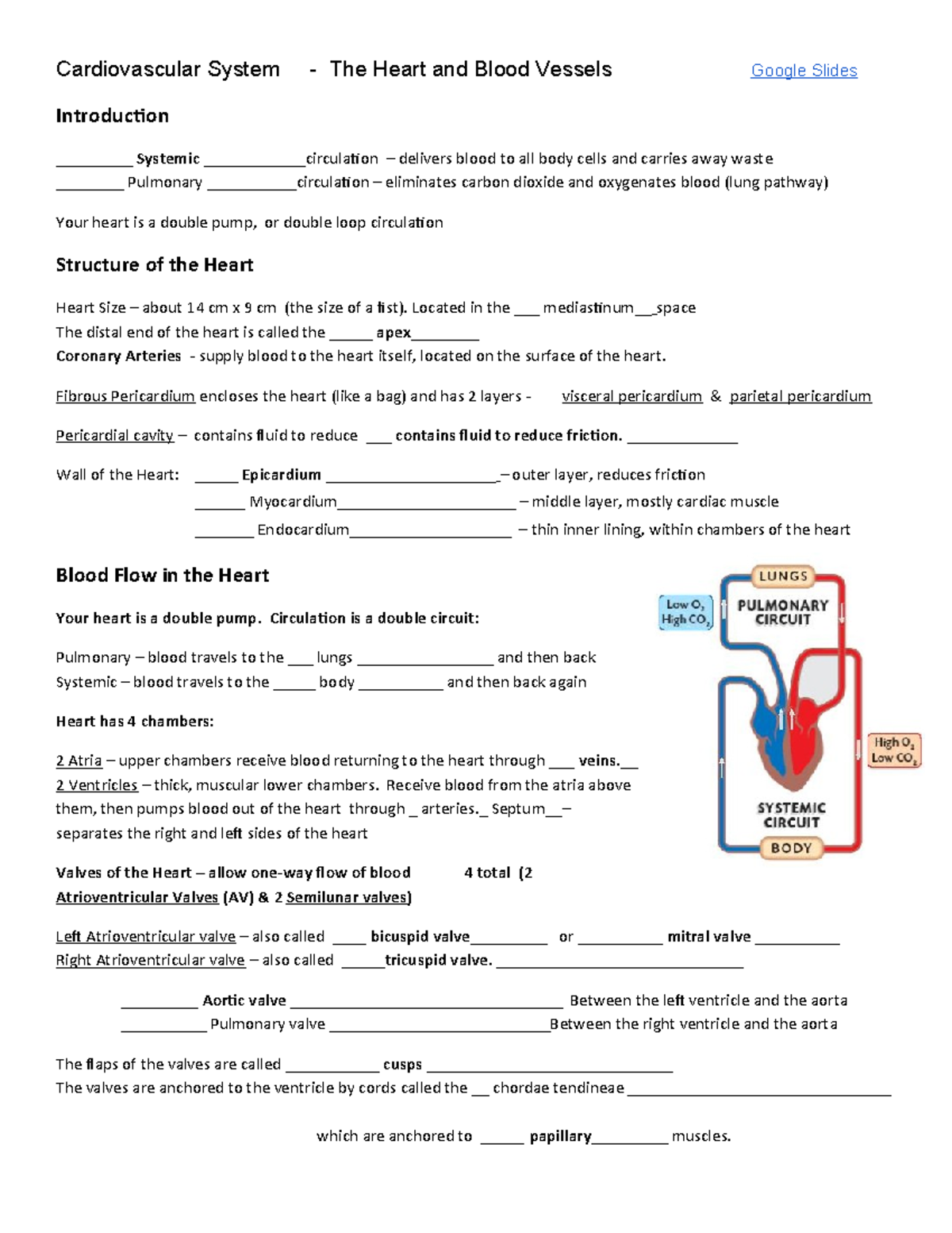 Circulatory System Notes: The Heart & Blood Vessels Overview - Studocu