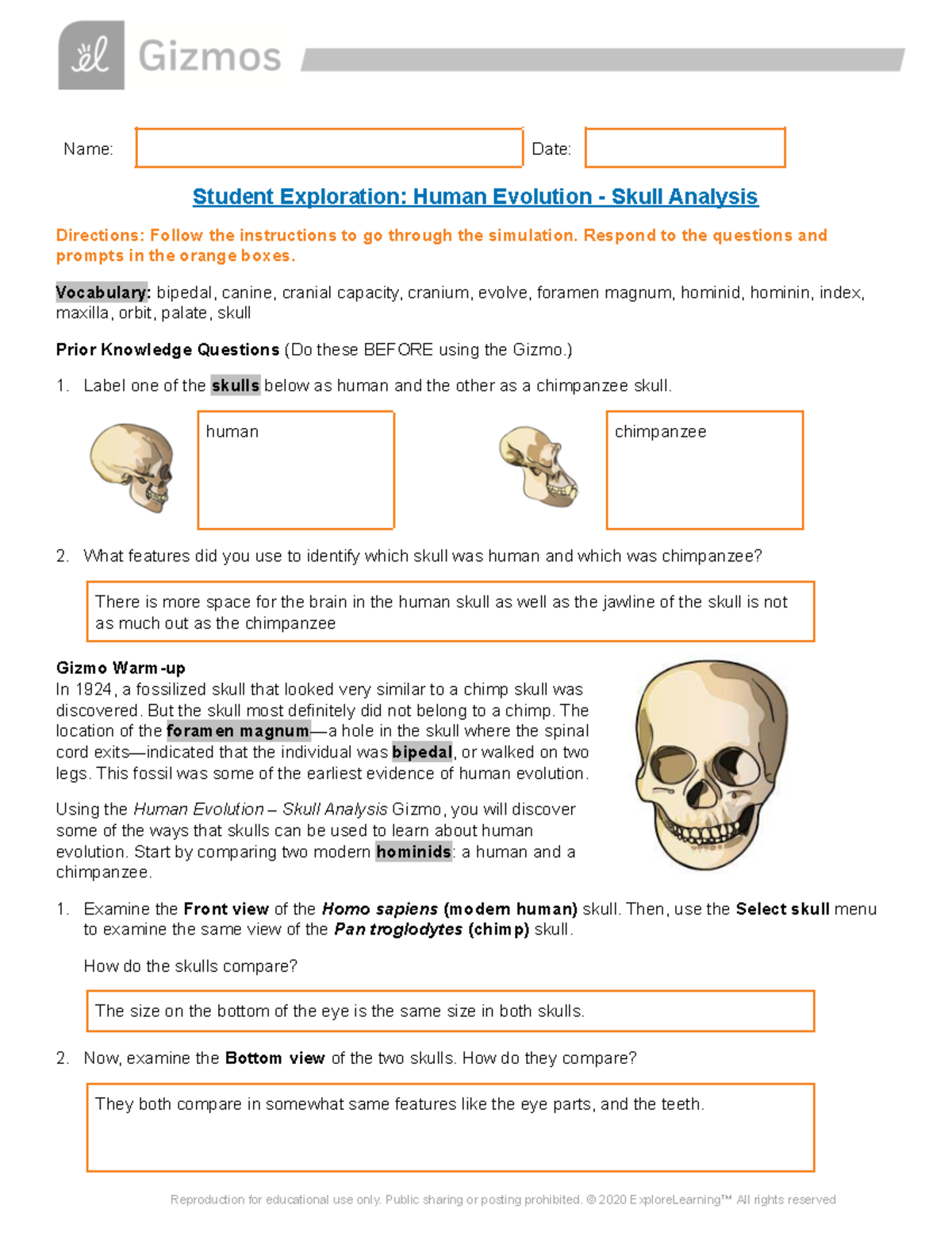 Human Evolution SE: Skull Analysis and Bipedalism Insights - Studocu