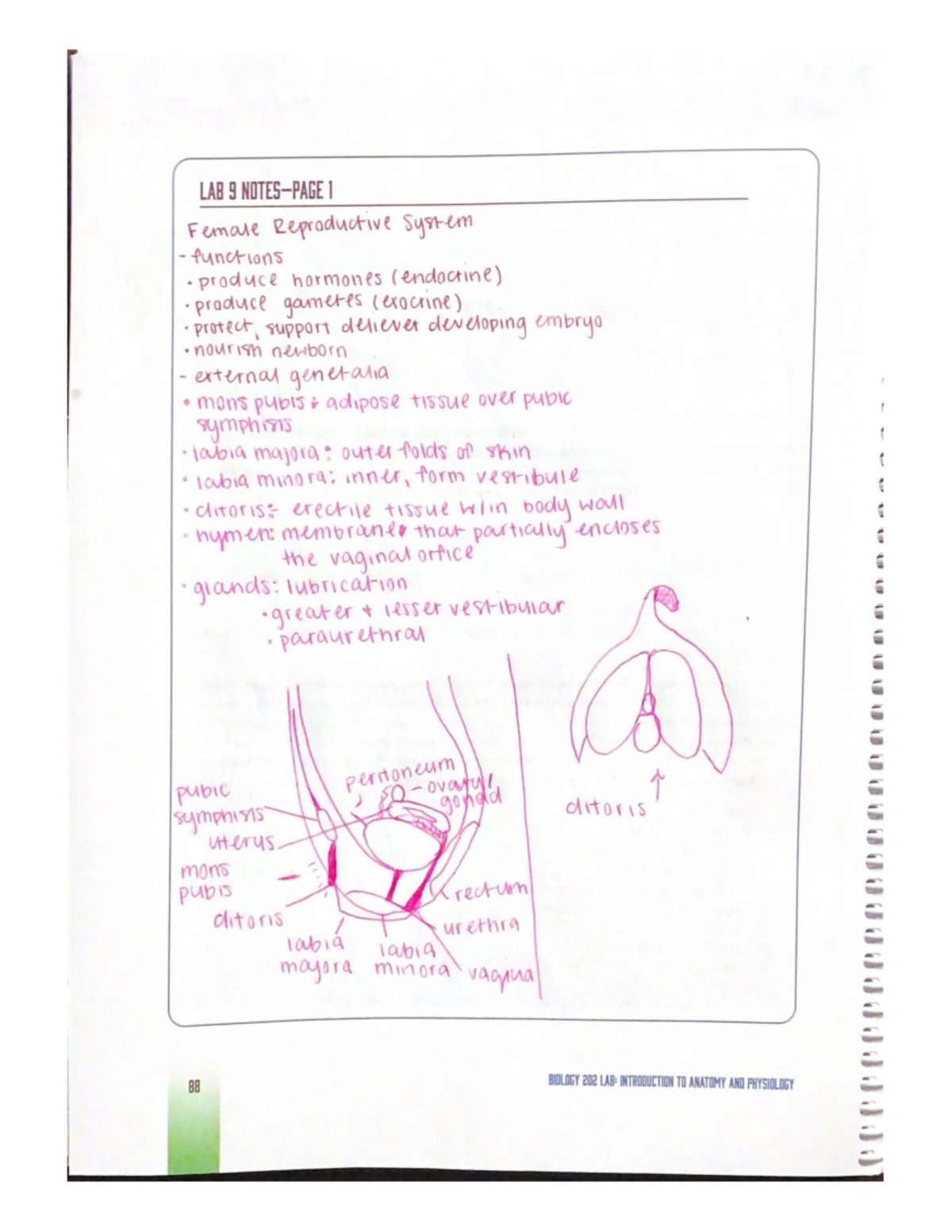 LAB 9: Female Reproductive System Functions and Hormonal Interactions ...