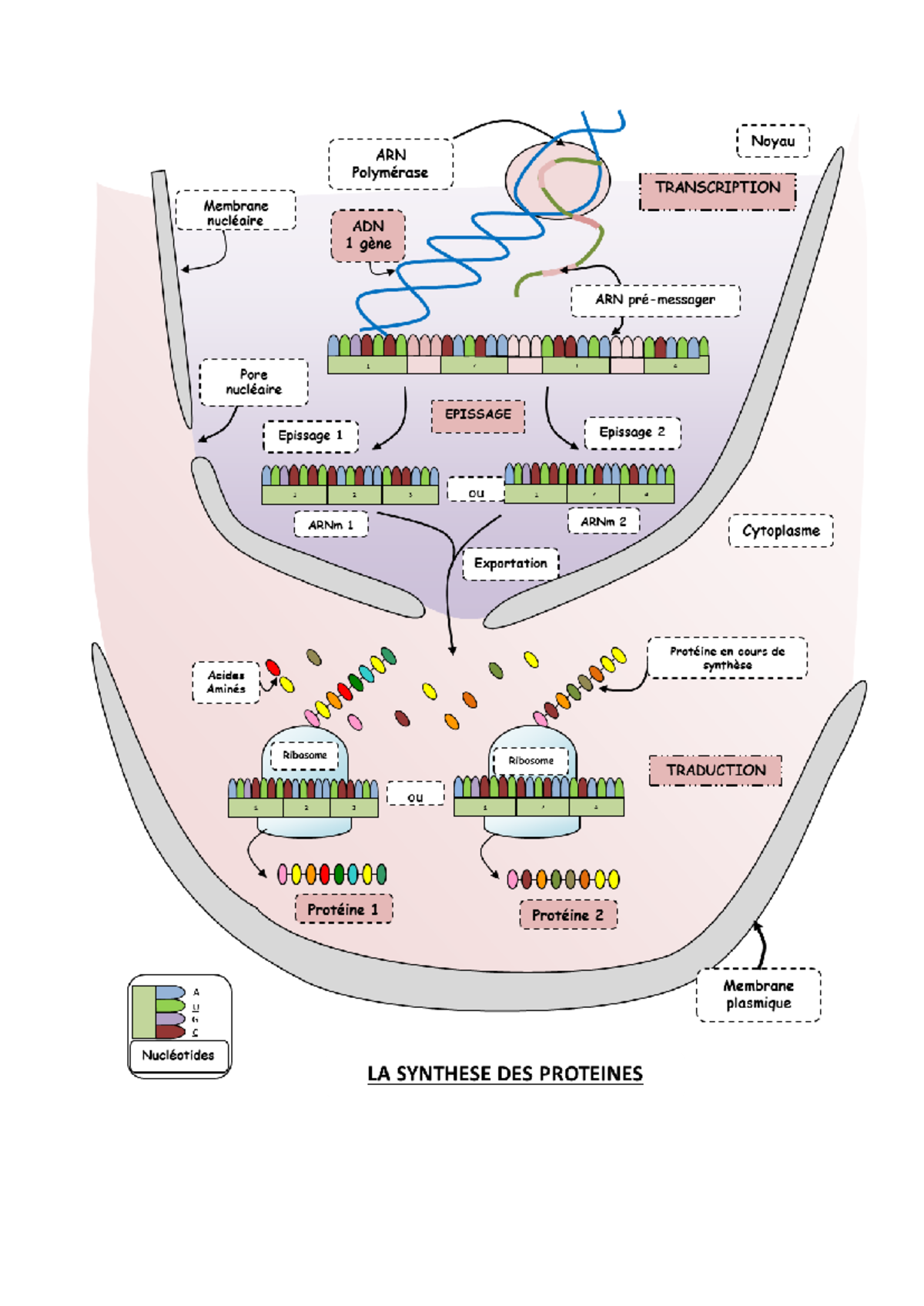 Schéma Bilan: Synthèse des Protéines et Transcription ARN - Studocu