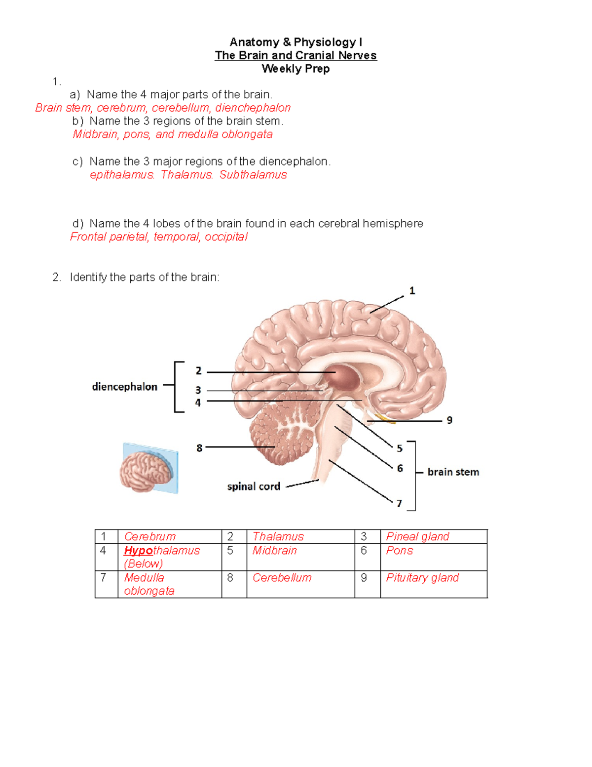 Anat & Phys I Lab Prep: Brain & Cranial Nerves Overview - Studocu