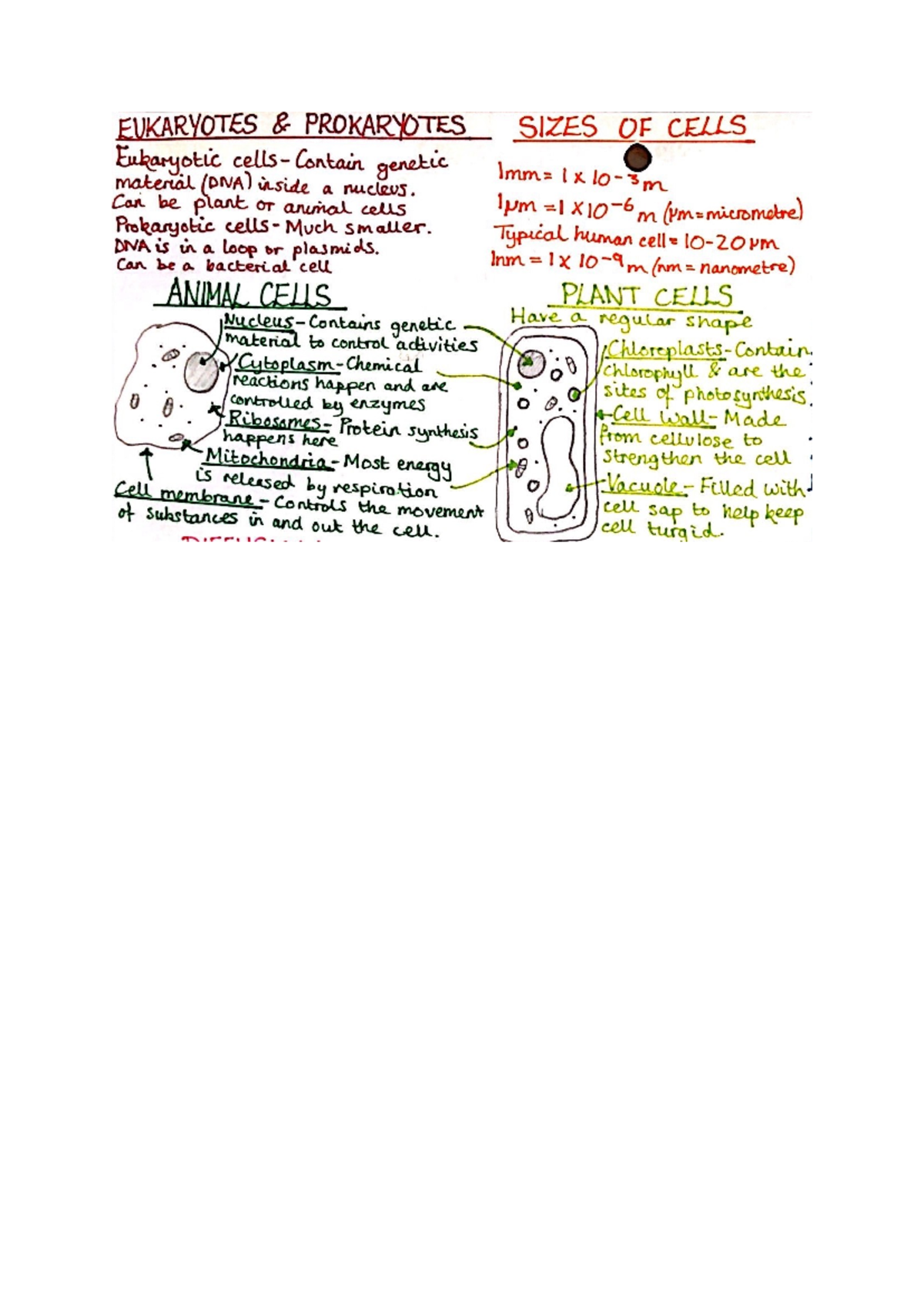 EUKARYOTES & PROKARYOTES: CELL SIZES & FUNCTIONS - Doc 2 - Studocu