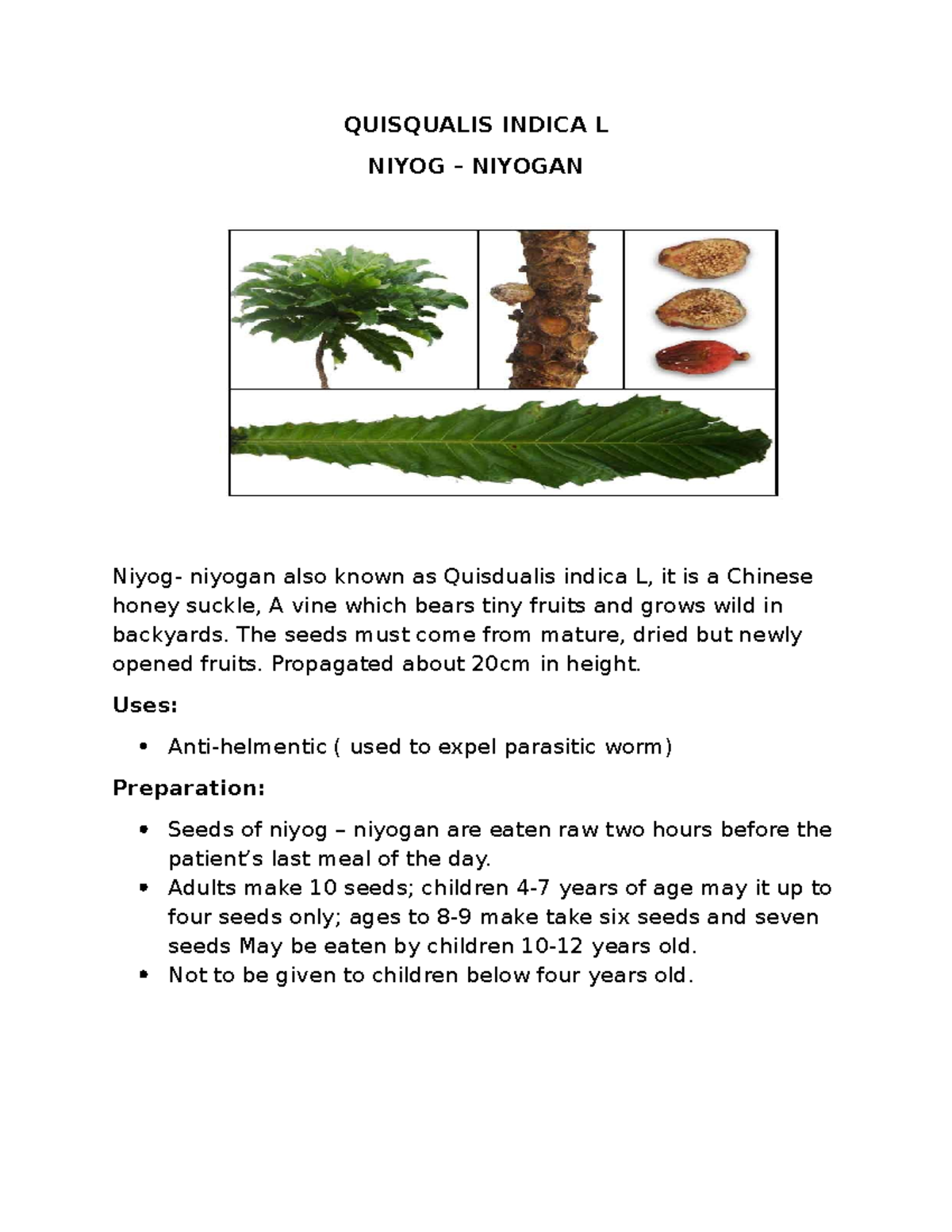 Niyog Niyogan Plant Philippines