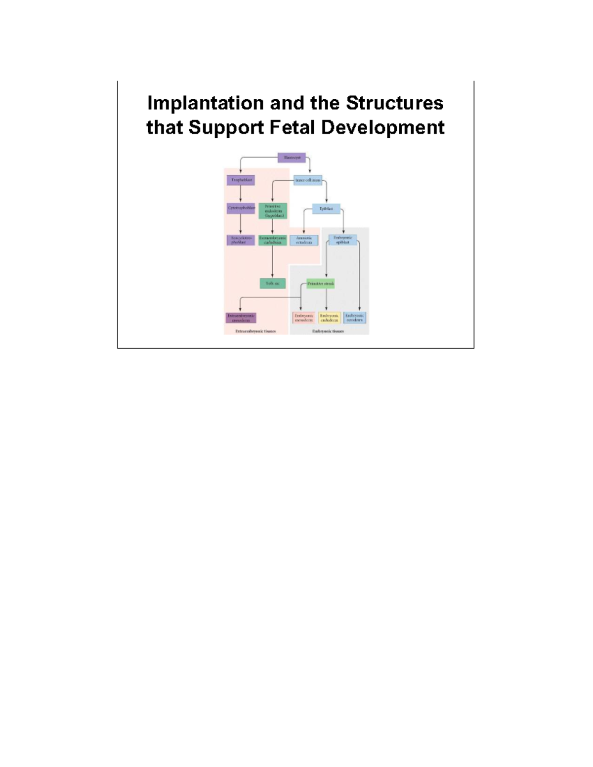 Lecture 05: Implantation & Structures Supporting Fetal Dev - Studocu