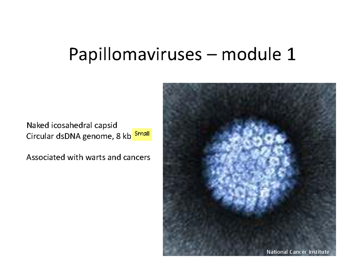 Cervical Carcinoma & HPV: Pathogenesis, Diagnosis, and Treatment (MOL ...