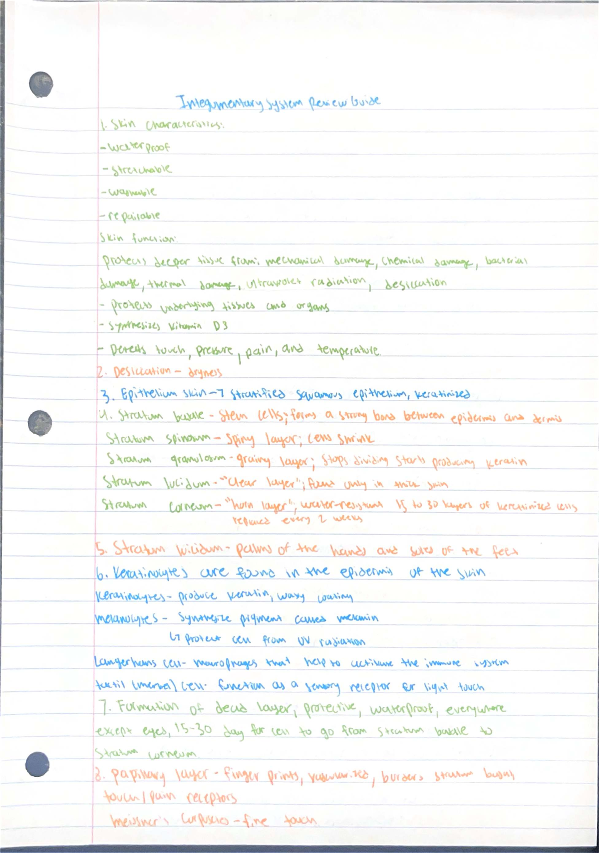 Integumentary System Review Guide: Key Skin Functions & Characteristics ...