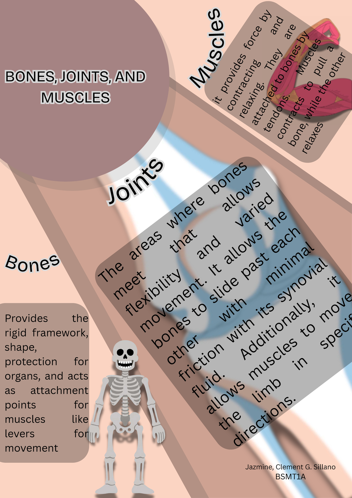 BSMT1A: Study Notes on Bones, Joints, and Muscles - Studocu