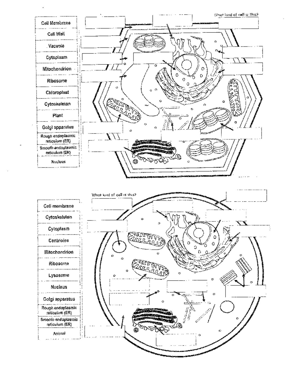 Cells and Organelles Organizer: Types and Functions - Studocu