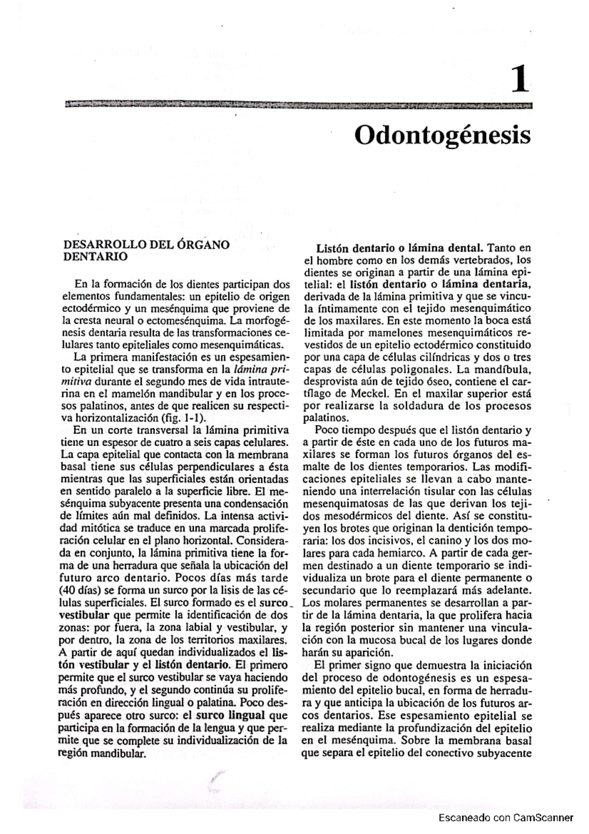 Odontogénesis: Desarrollo del Listón Dentario en Vertebrados - Studocu