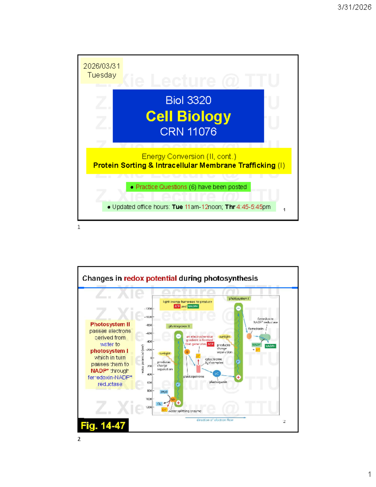Biol 3320 Cell Biology Lecture 17: Energy Conversion & Protein Sorting ...