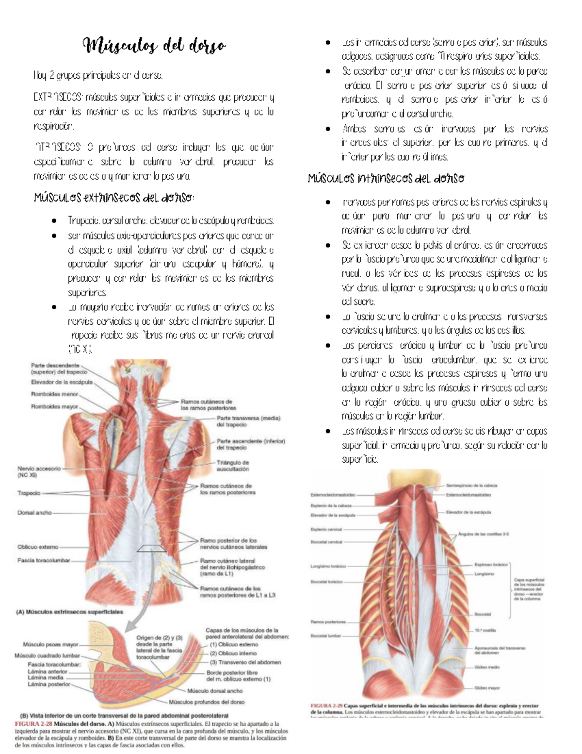 Músculos del Dorso - Anatomía Funcional y Estructural (Anatomía 101 ...