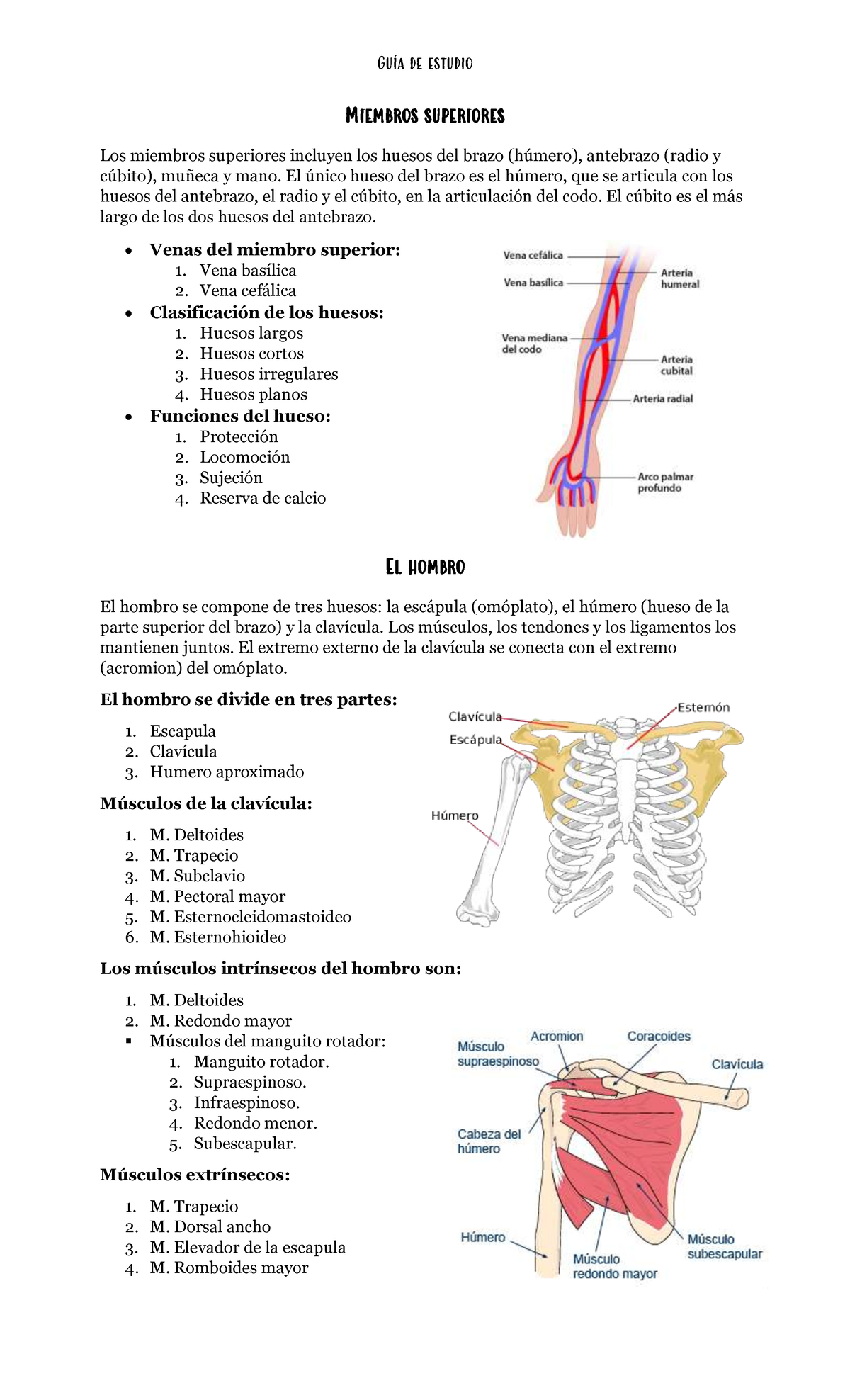 Anatomía y Funciones de los Miembros Superiores: Húmero, Mano y Hombro ...