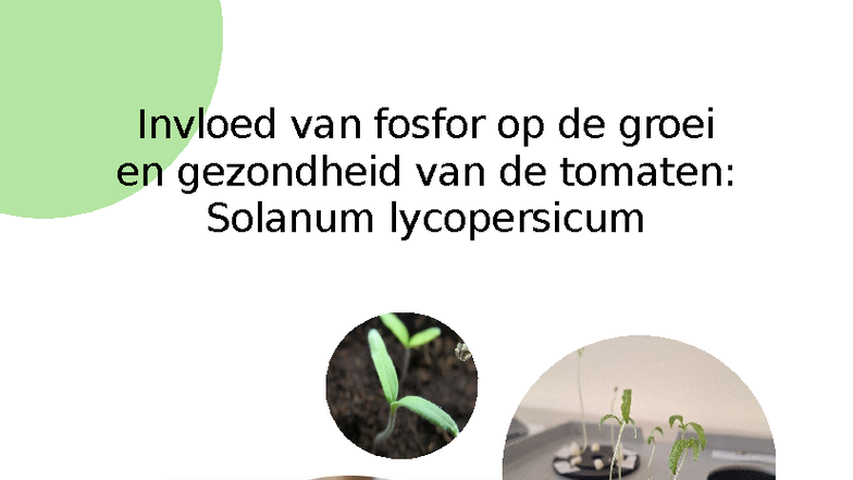 Biologie Verslag A6A: Effect van Fosfor op Tomatengroei en Gezondheid ...
