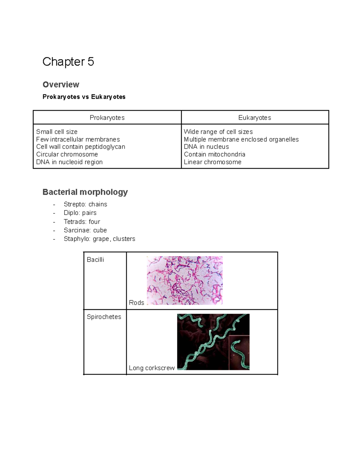Exam 1 Review: Prokaryotes vs Eukaryotes Overview - Studocu