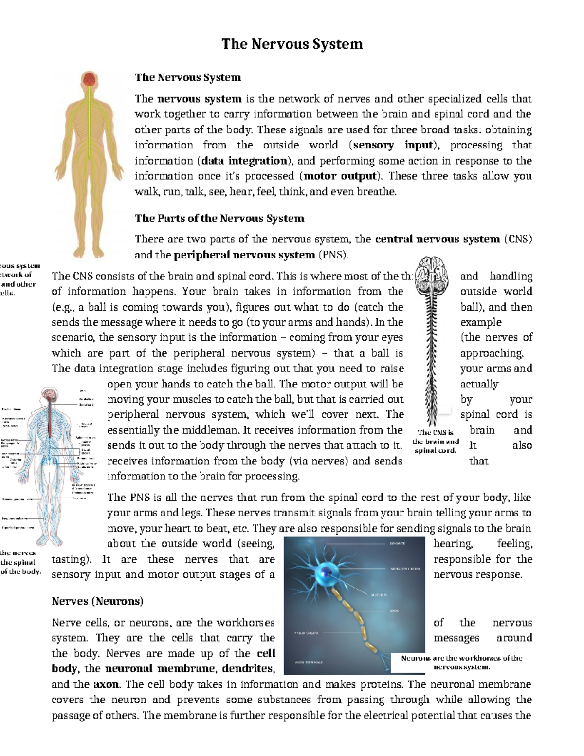 Nervous System Overview and Reading Comprehension Questions (Bio 101 ...