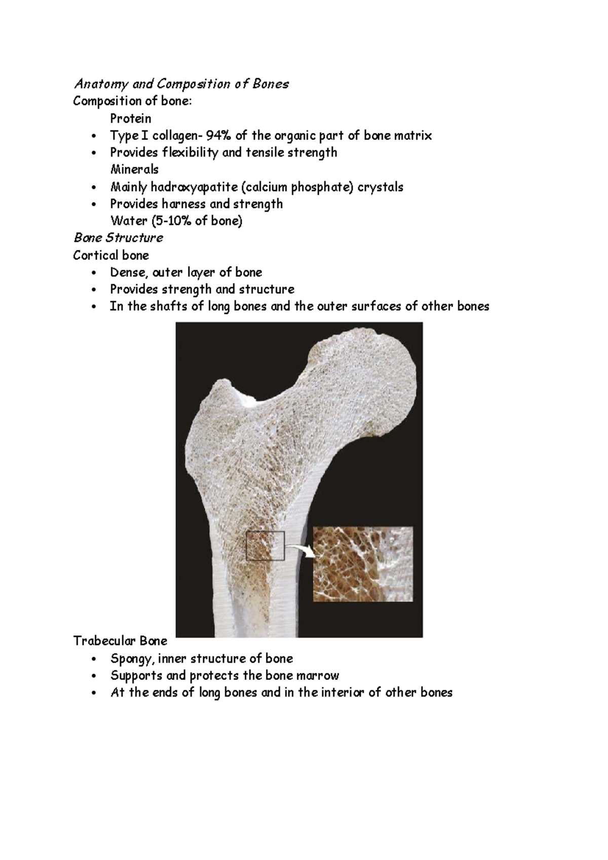Composition of bone - Anatomy and Composition of Bones Composition of ...